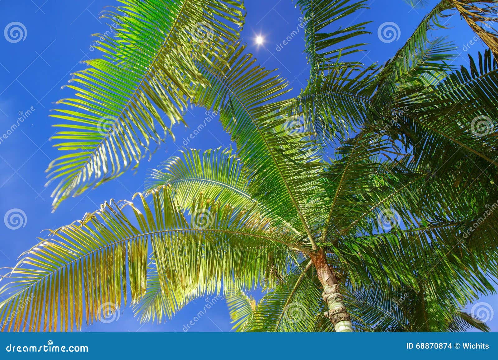 Coconut tree at night stock photo. Image of star, nature - 68870874
