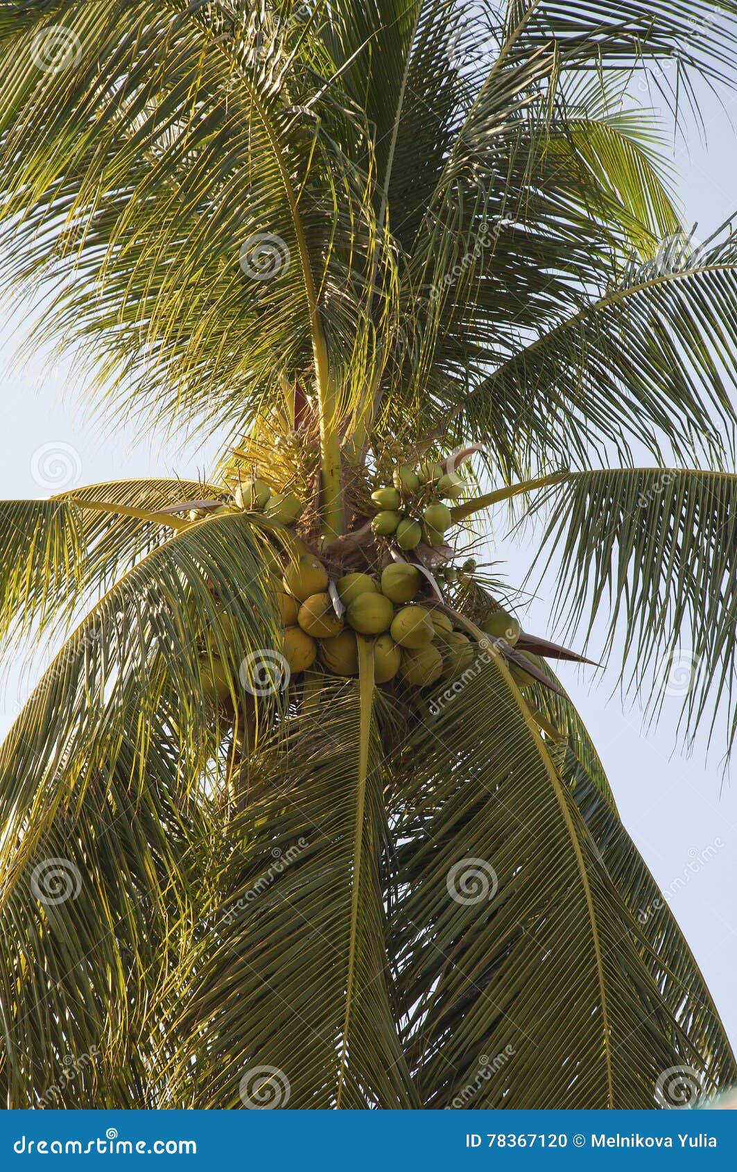 Coconut tree stock photo. Image of exotic, background - 78367120