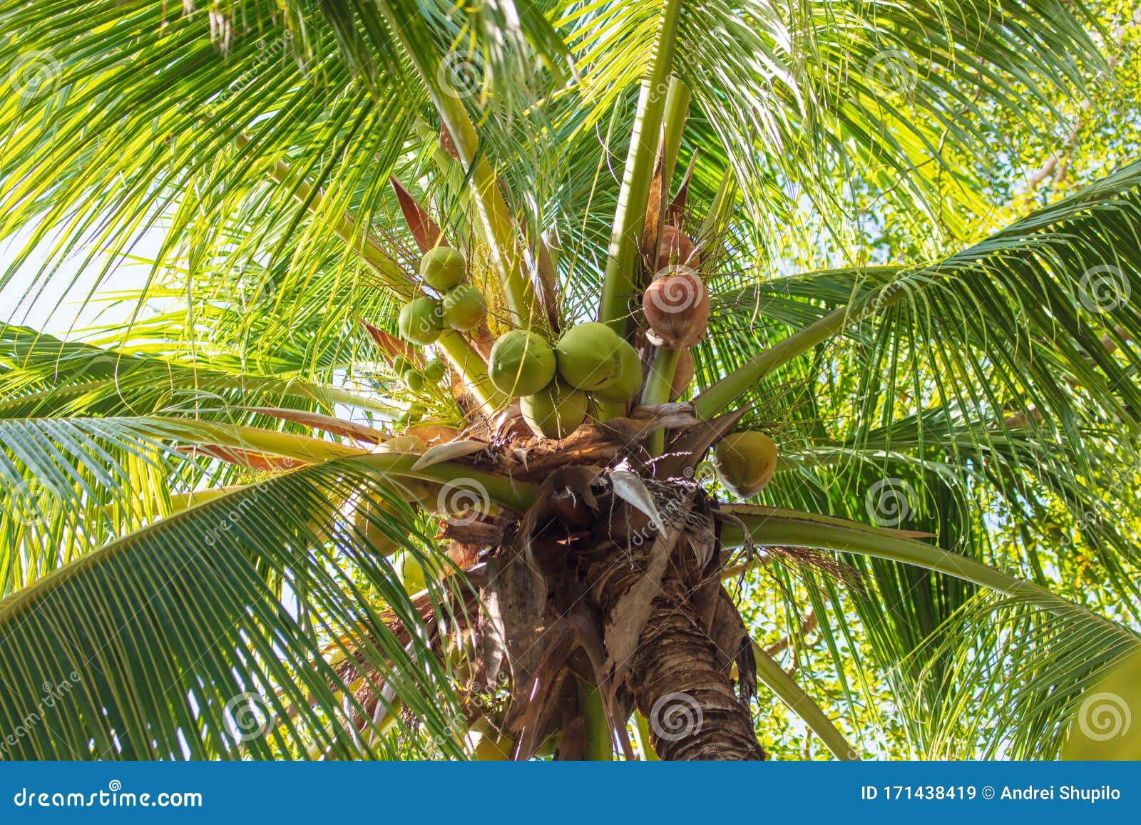 Coconut Tree with Nuts in the Tropics Stock Image - Image of palm ...