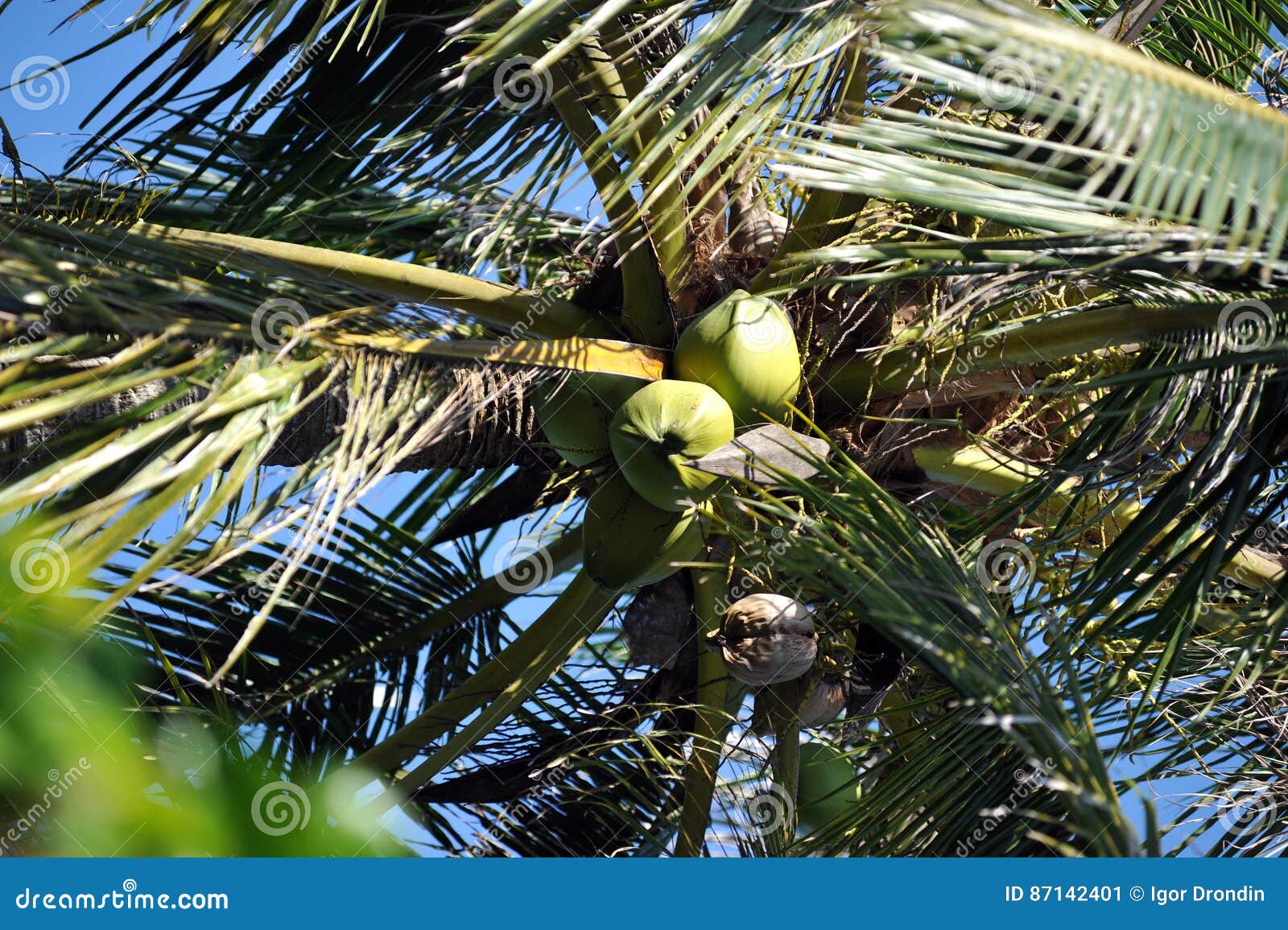 Coconut Tree Nuts Vietnam Stock Photos - Free & Royalty-Free Stock ...