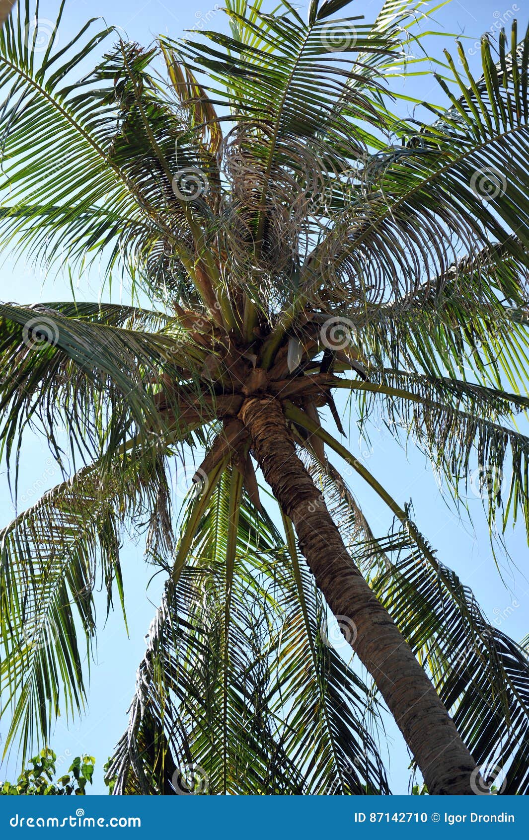 Coconut Tree with Nuts in Vietnam Stock Photo - Image of landscape ...