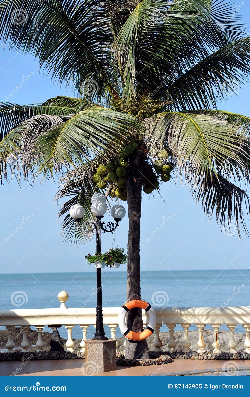Coconut Tree with Nuts in Vietnam Stock Image - Image of holiday ...