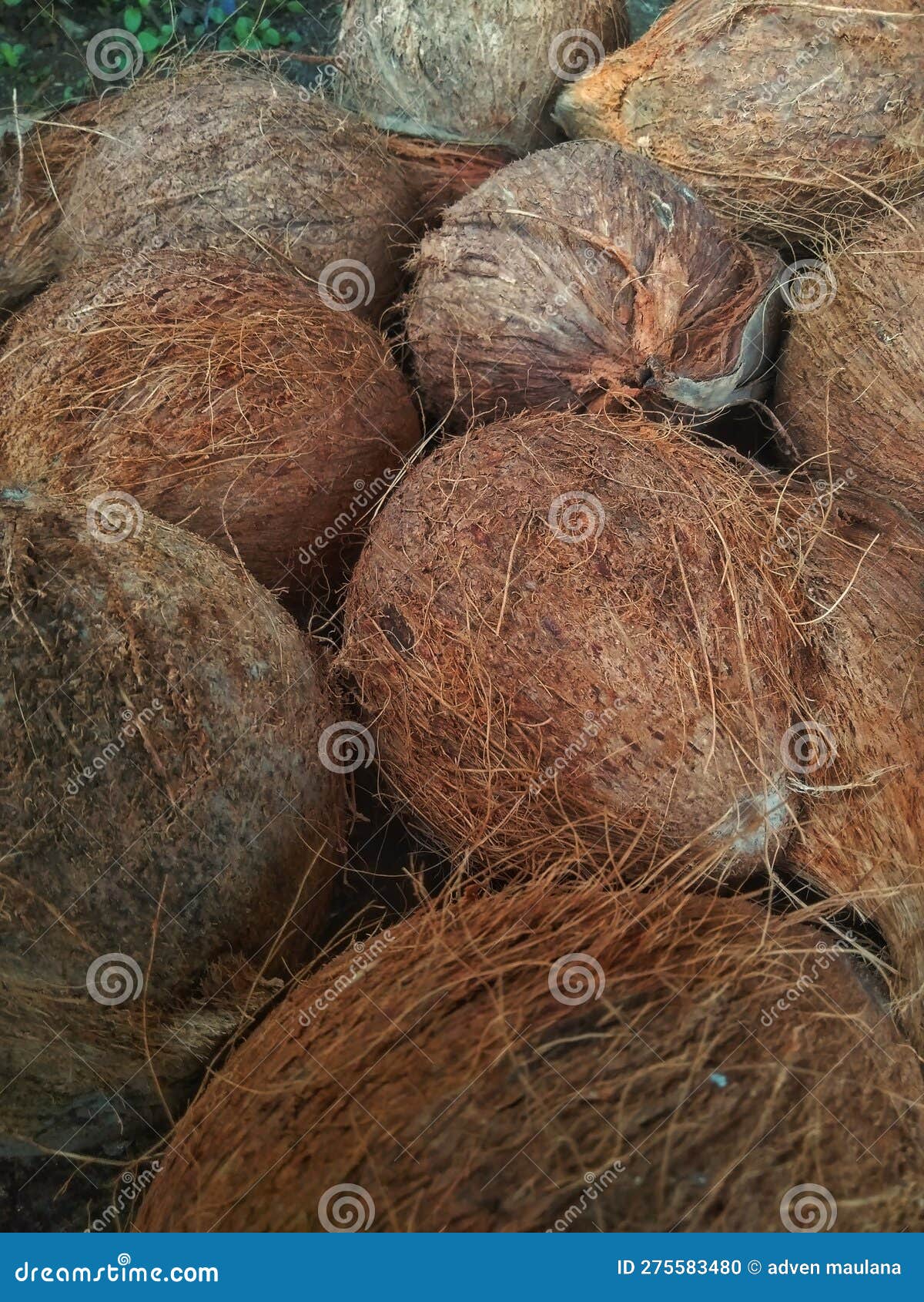 Coconut Tree and Oil Compotition Fresh Stock Photo - Image of tree ...