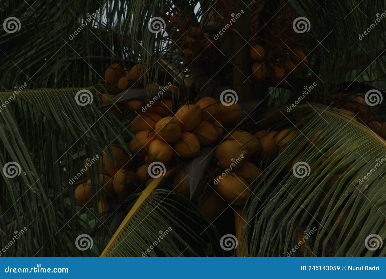 Coconut Tree with Orange Coconuts in the Garden Stock Image - Image of ...