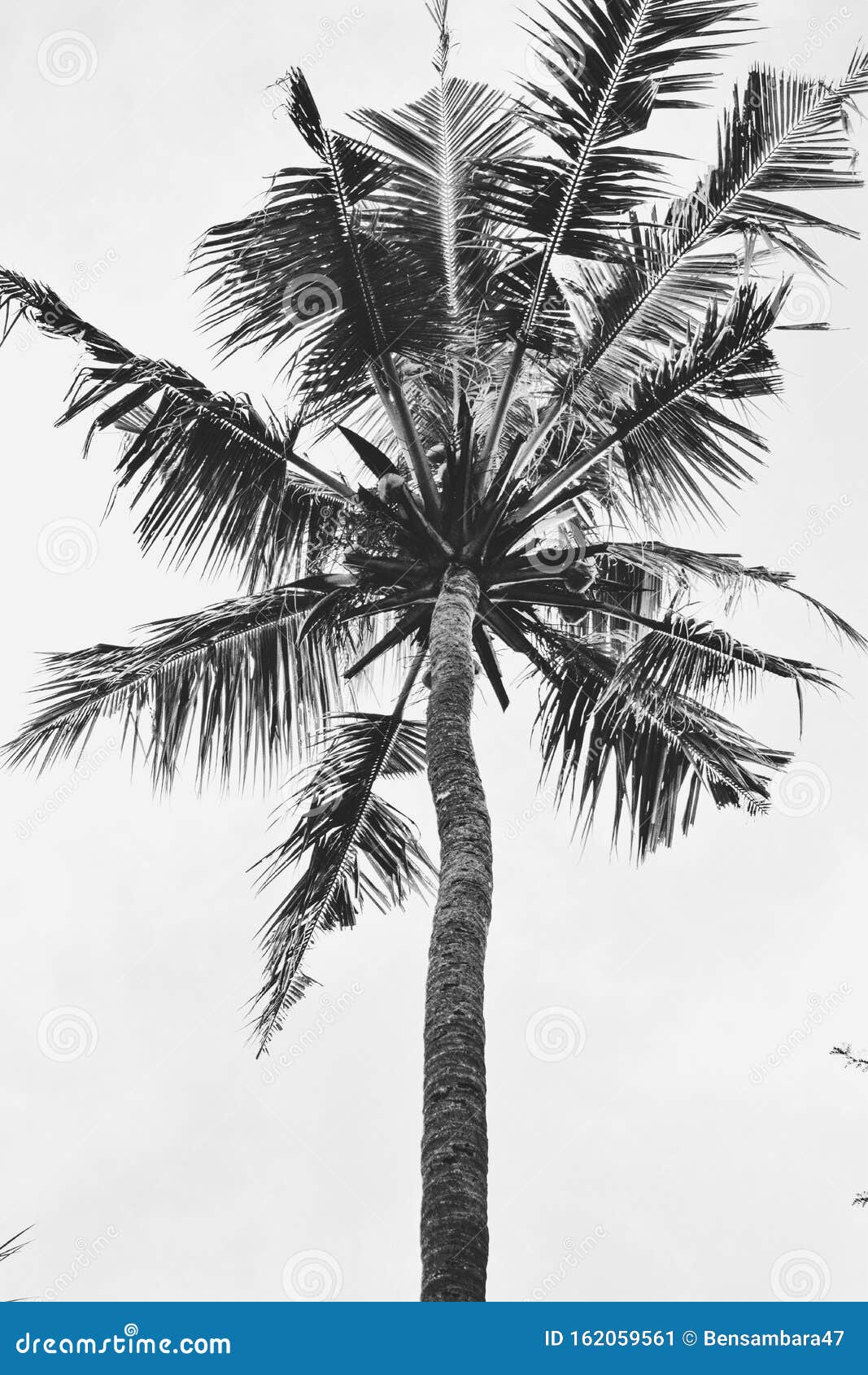 Coconut Tree Black And White