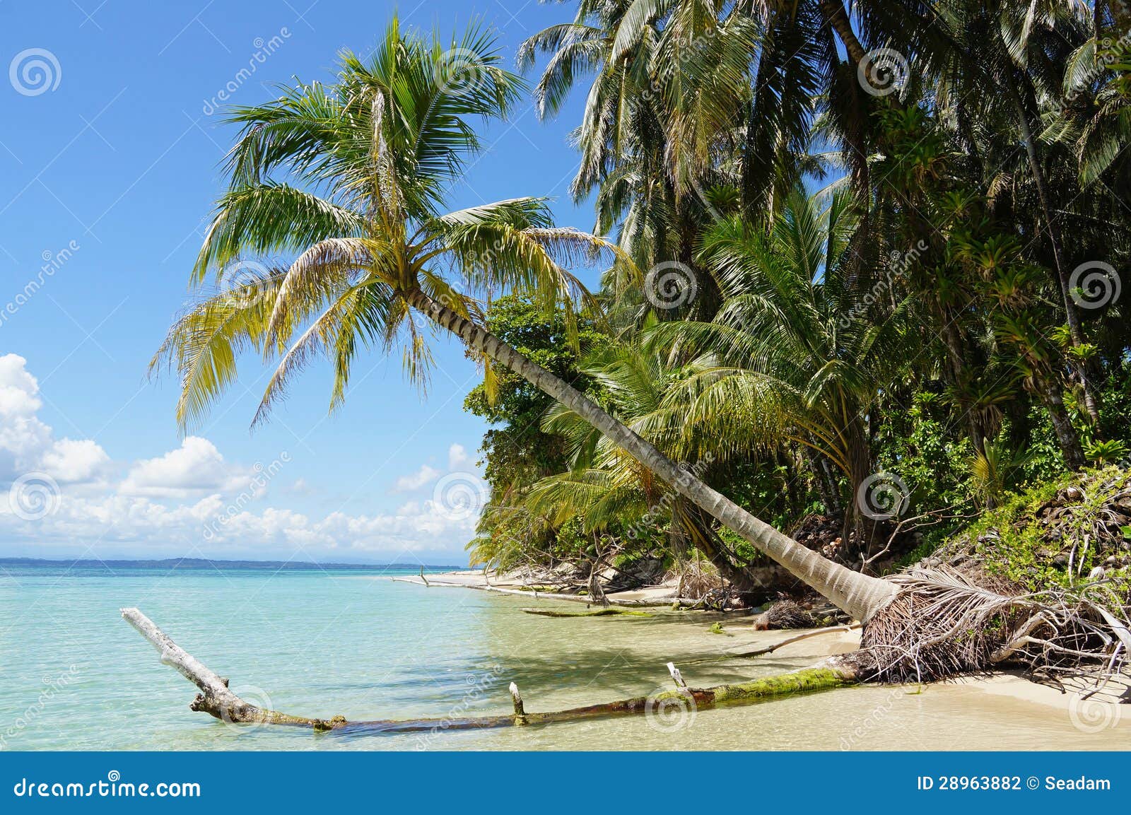 Coconut tree over the sea stock photo. Image of seashore - 28963882