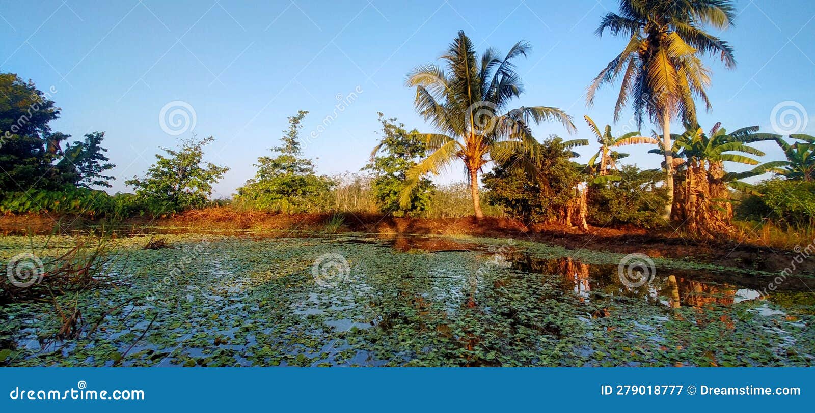 Coconut Tree in Paddy Field Stock Image - Image of paddy, water: 279018777