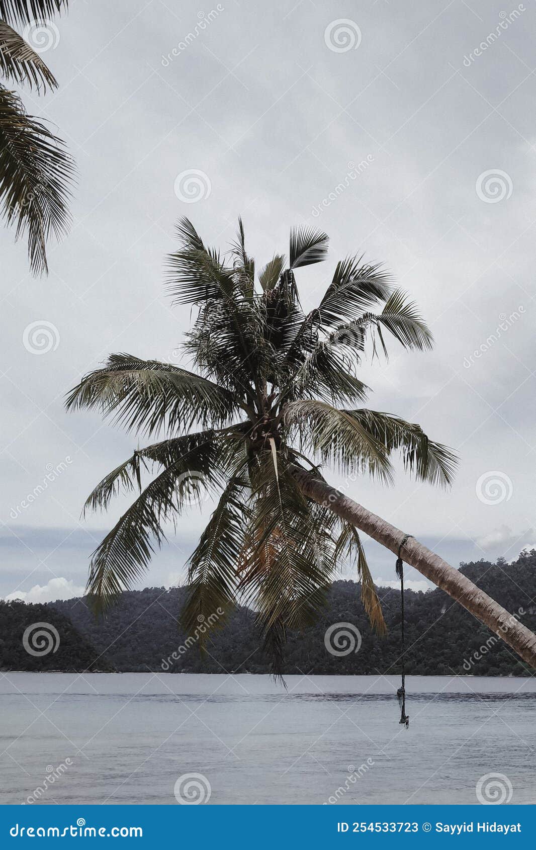 Coconut tree stock image. Image of island, coconut, tree - 254533723