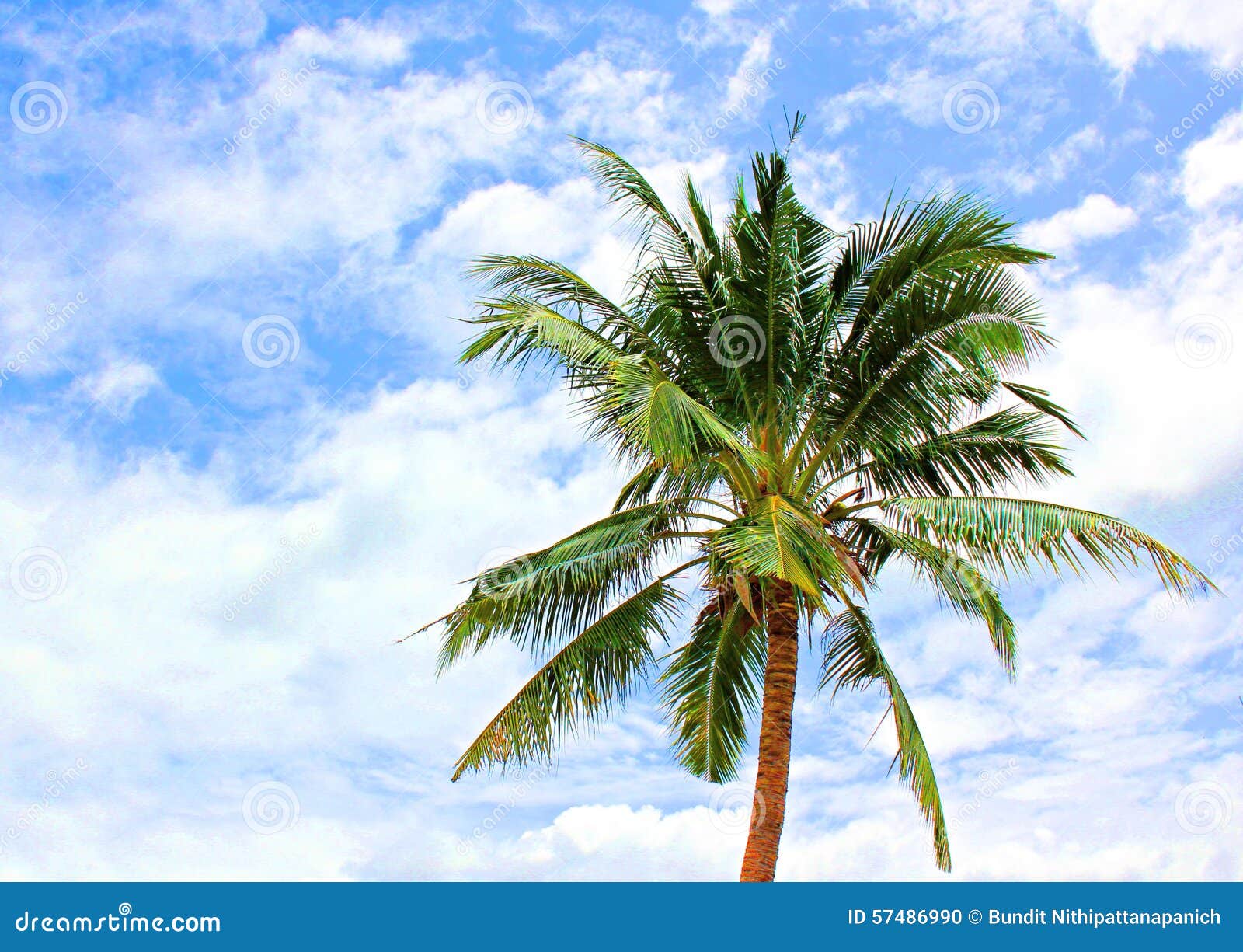 Coconut tree stock photo. Image of palm, blue, background - 57486990