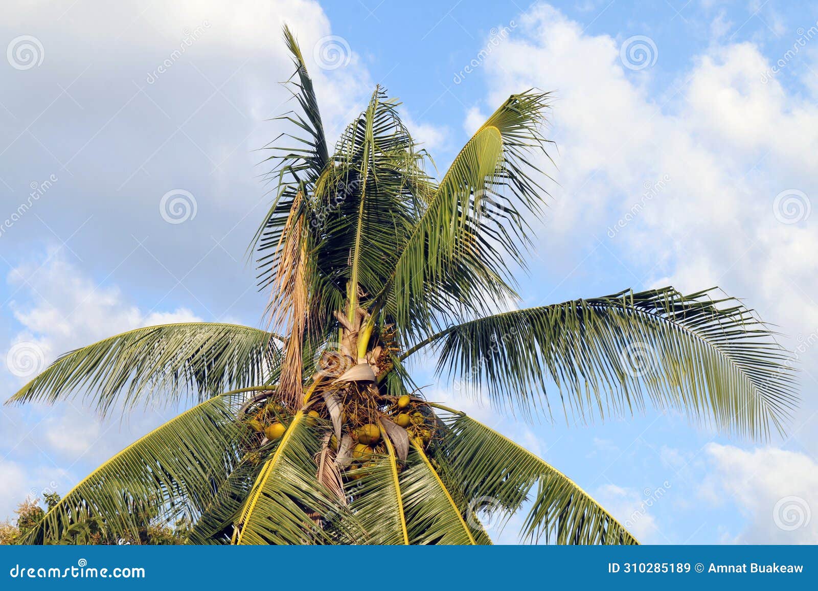Coconut Tree, Coconut Palm Tree in Summer Stock Image - Image of palm ...