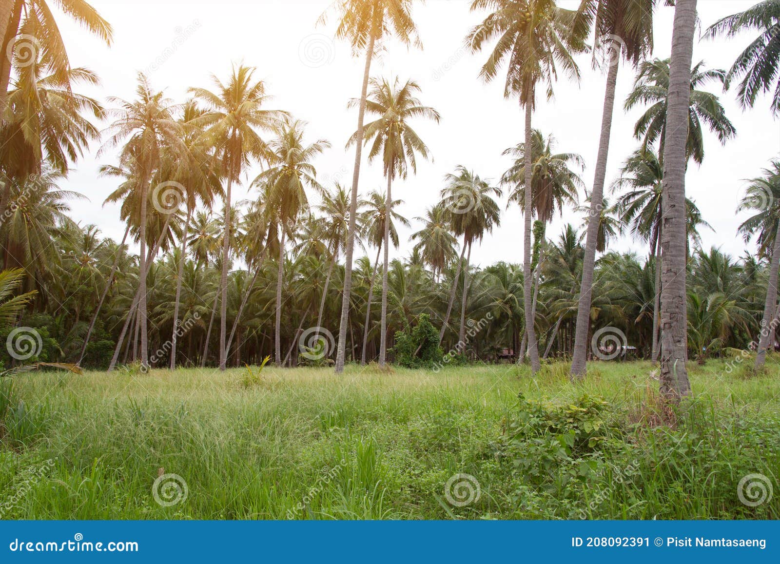 Coconut Tree Palm Tree Field Stock Image - Image of crop, farm: 208092391