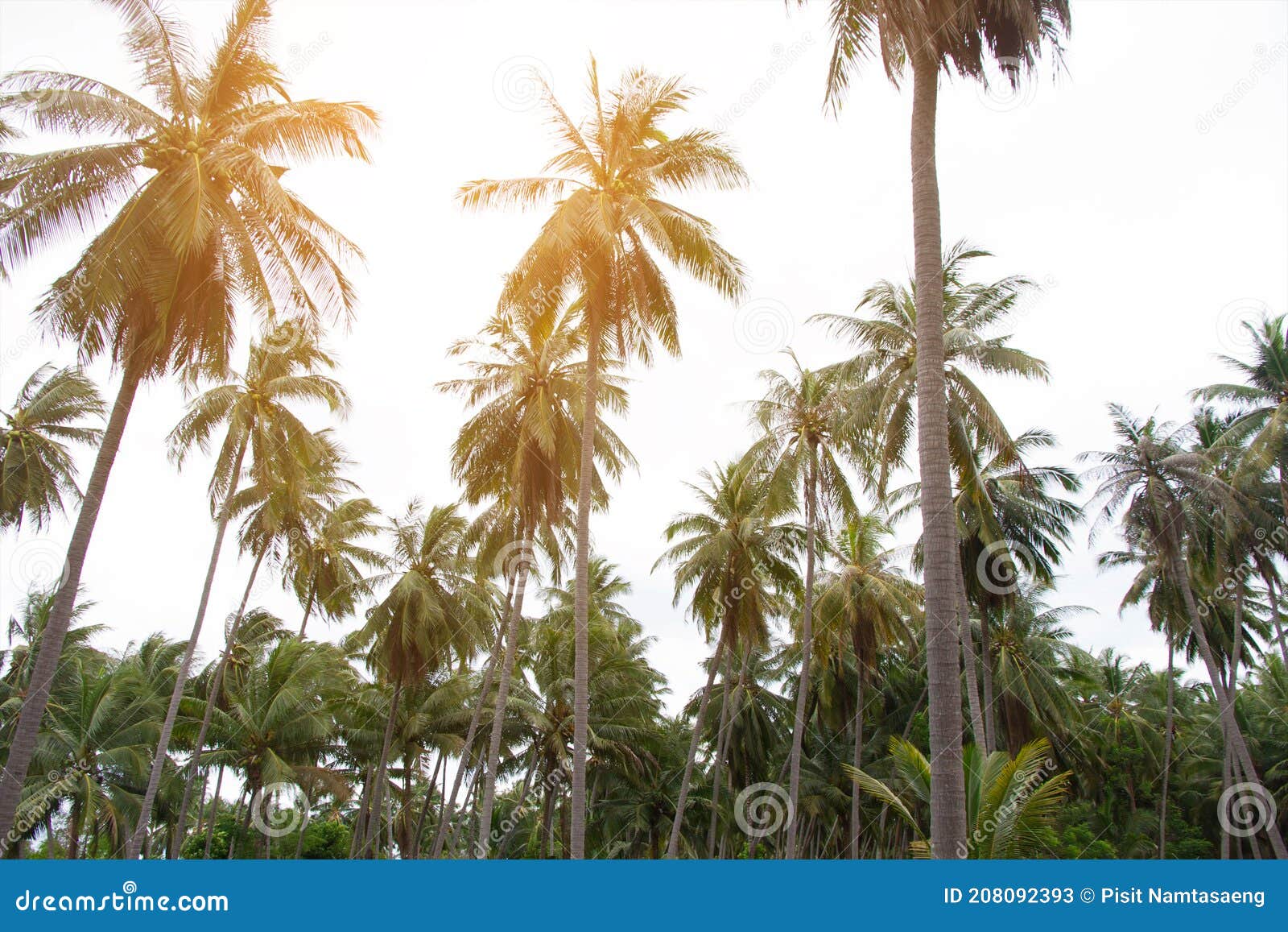 Coconut Tree Palm Tree Field Stock Image - Image of tree, background ...