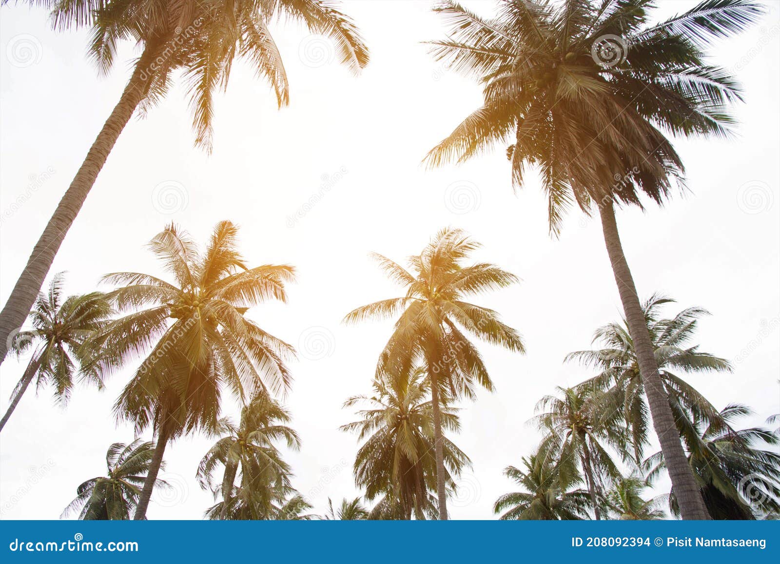 Coconut Tree Palm Tree Field Stock Photo - Image of landscape, leaf ...