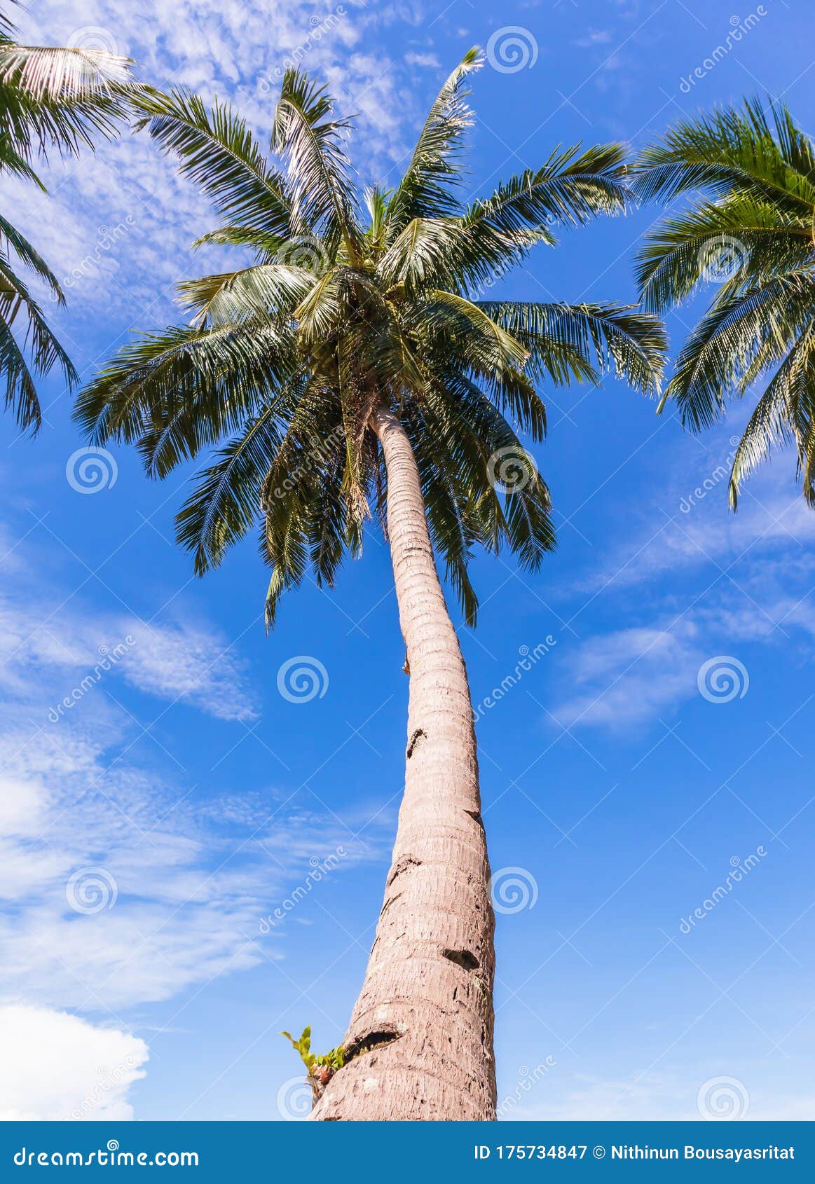 Coconut Tree Perspective View on Blue Sky Stock Image - Image of nature ...