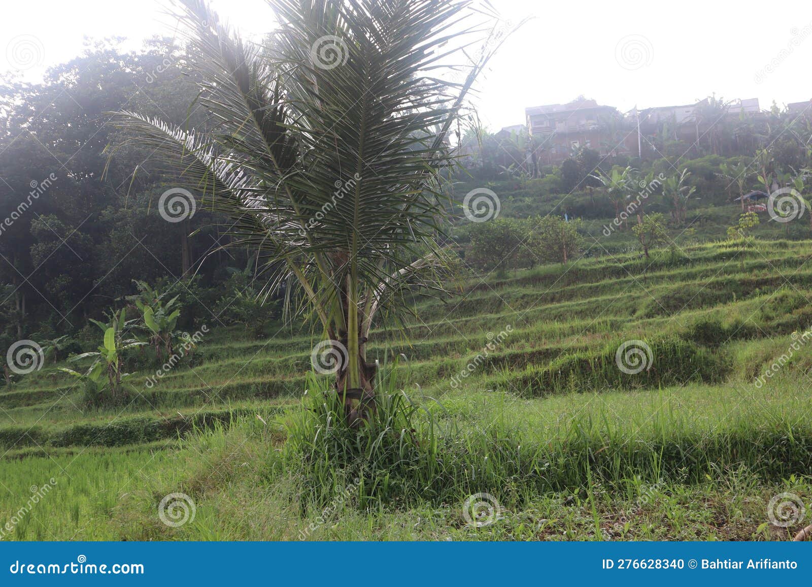 Coconut tree plant stock photo. Image of rice, plantation - 276628340