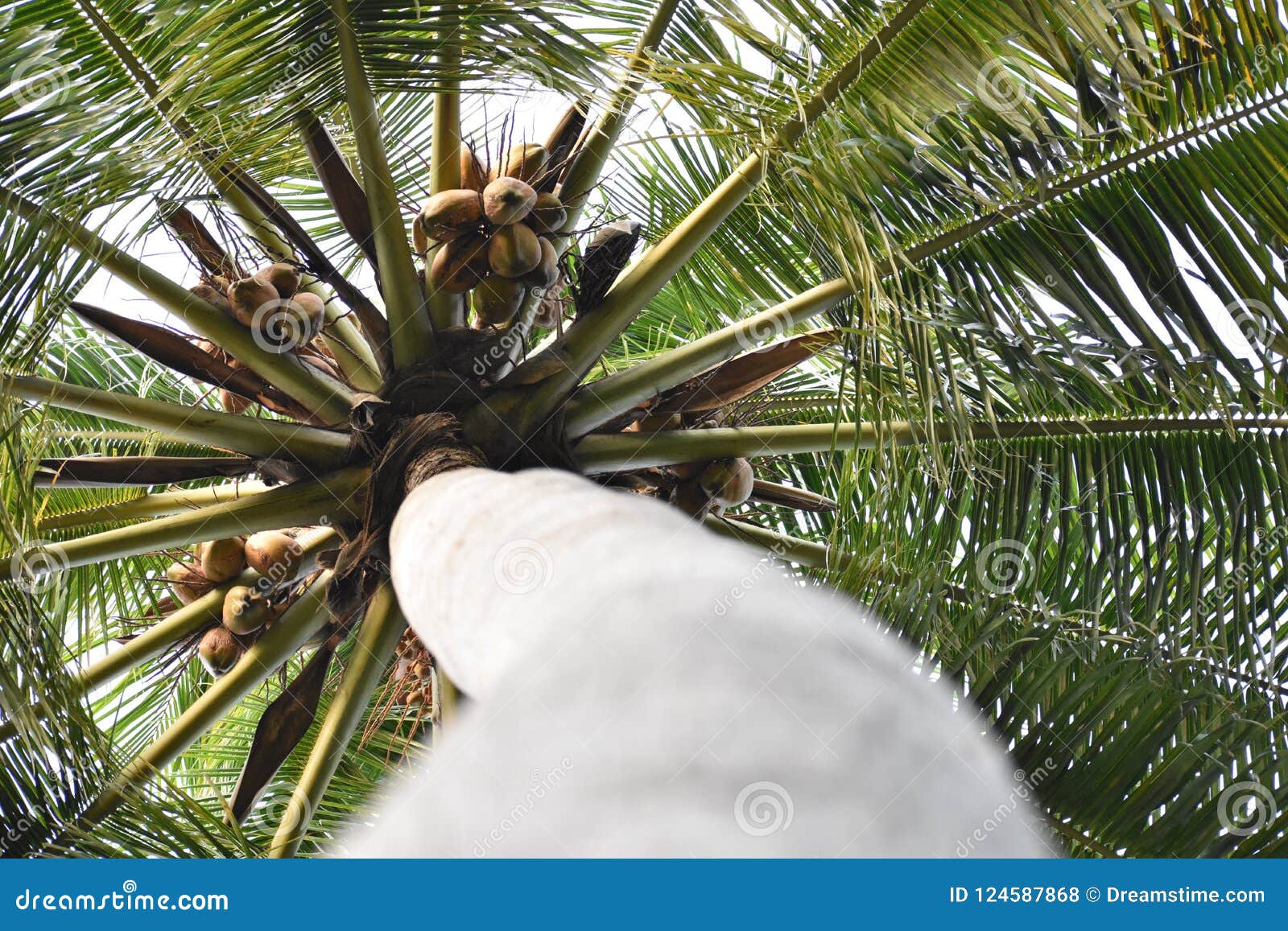 Coconut tree stock photo. Image of nature, coconut, plant - 124587868 Coconut tree stock photo. Image of nature, coconut, plant - 124587868