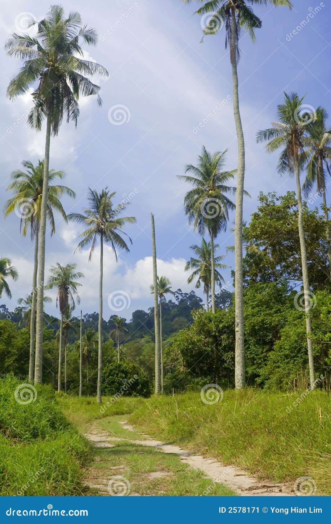 Coconut tree plantation stock image. Image of countryside - 2578171