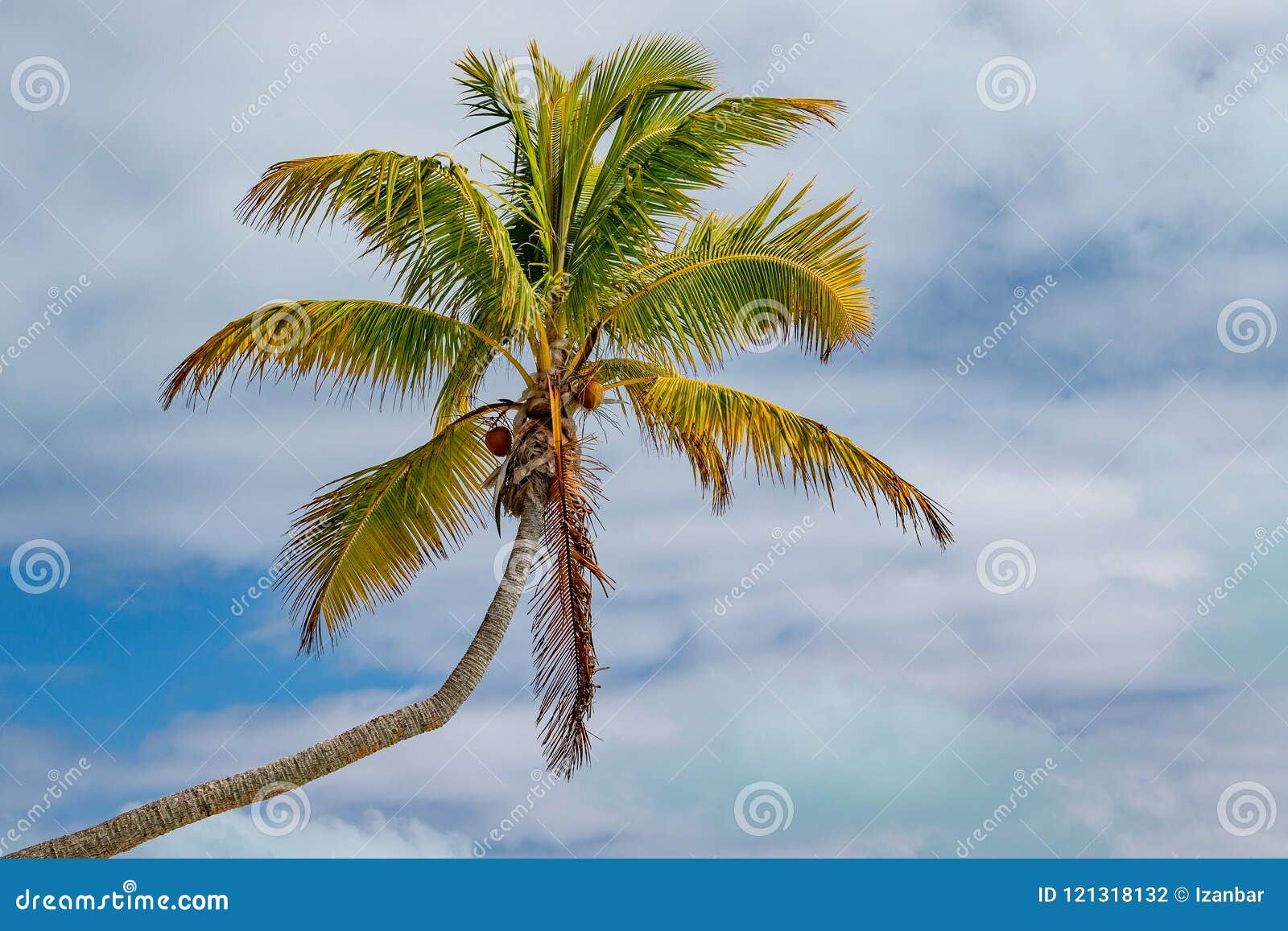 Coconut Tree on Polynesia Beach Wonderful Lagoon Stock Photo - Image of ...
