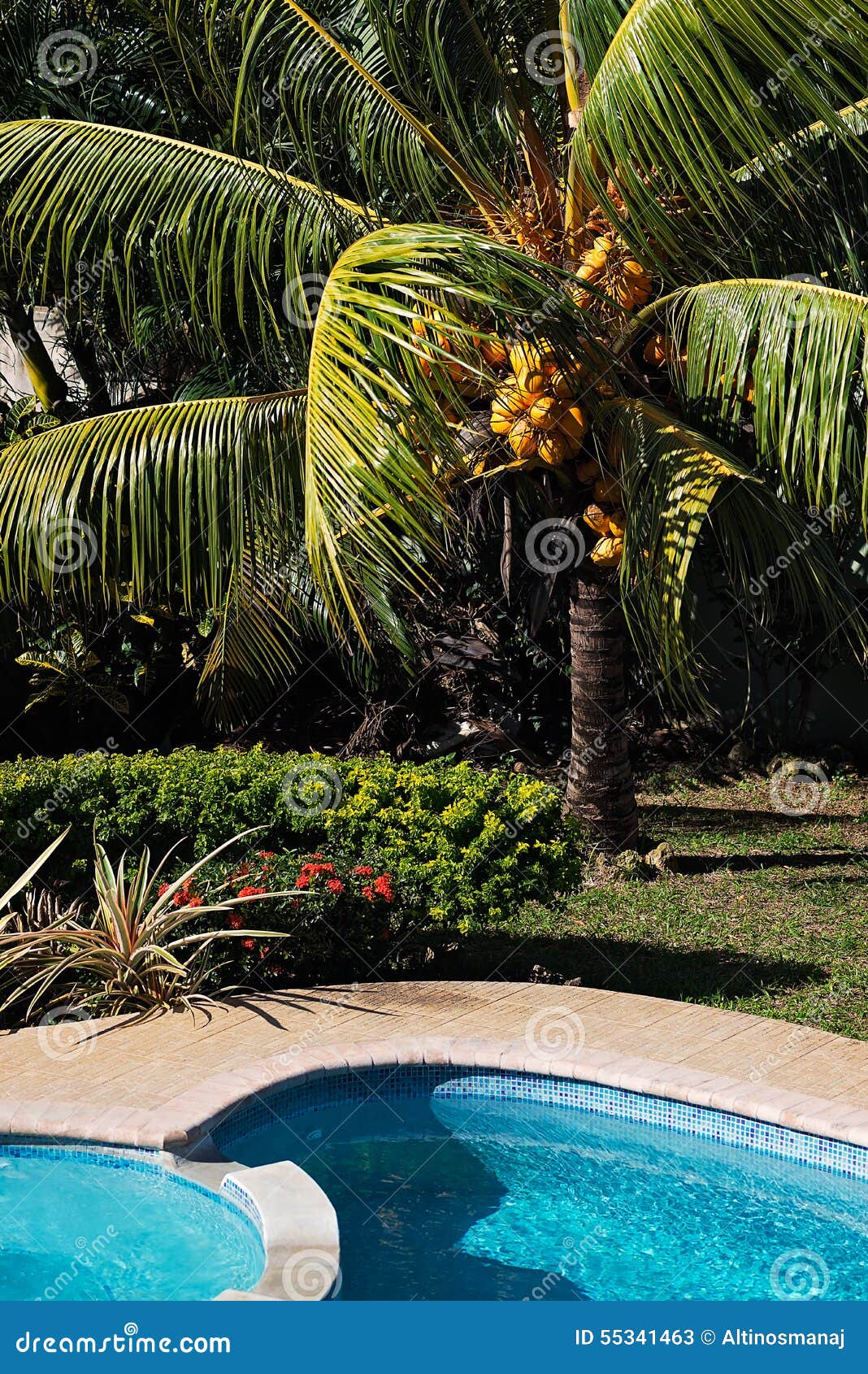 Coconut Tree by the Pool at Noon Chilling Out in Tobago Stock Image ...