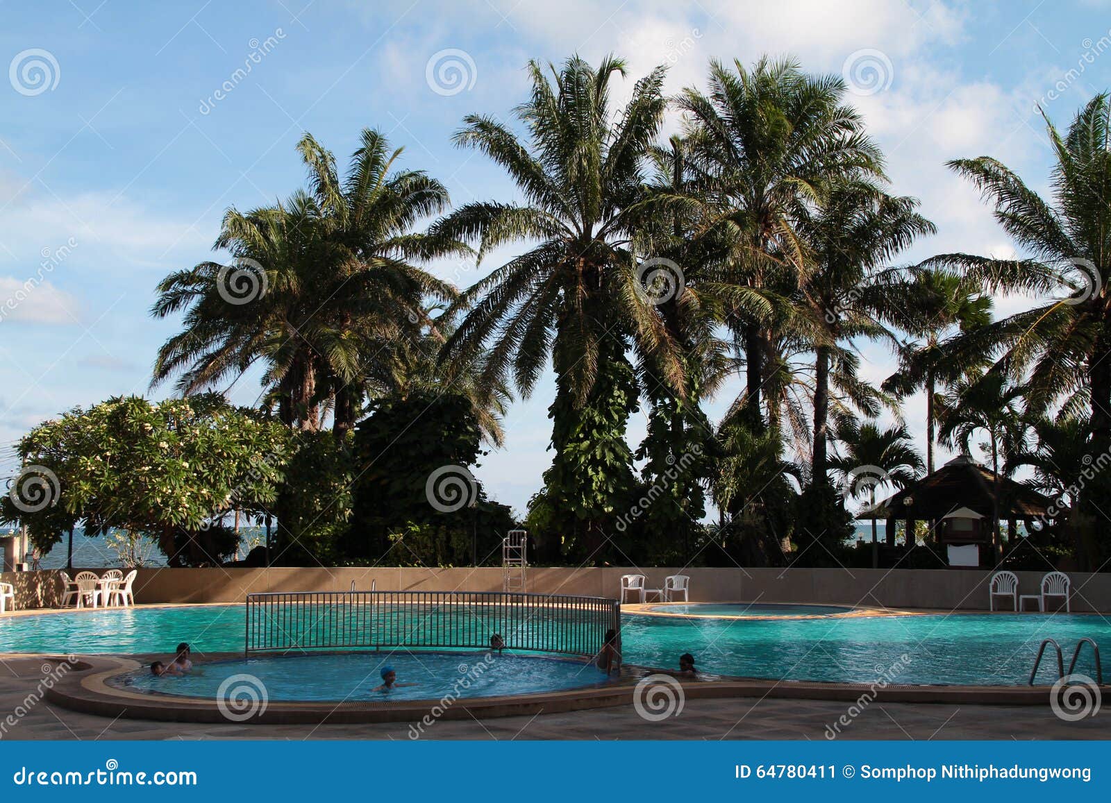 Coconut Tree beside the Pool Stock Image - Image of botany, trees: 64780411