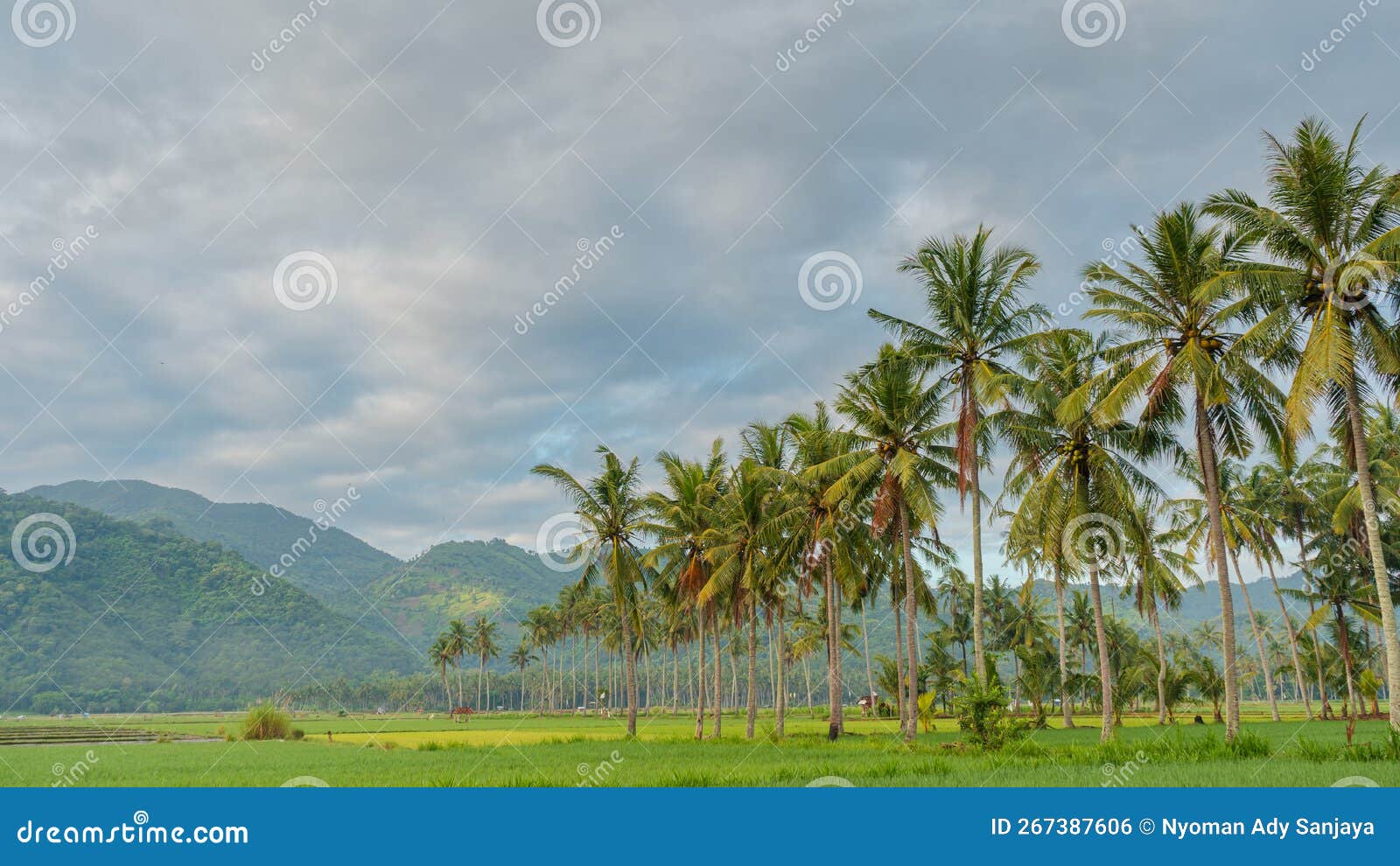Coconut Tree in the Rice Field Stock Photo - Image of summer, pattern ...