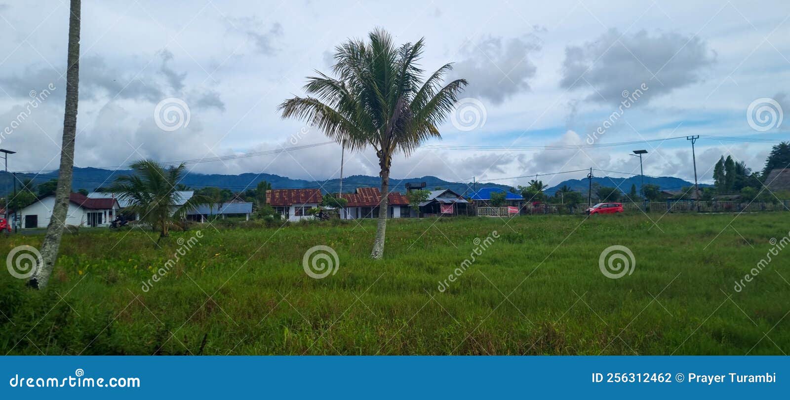 Coconut tree in rice field stock photo. Image of shore - 256312462