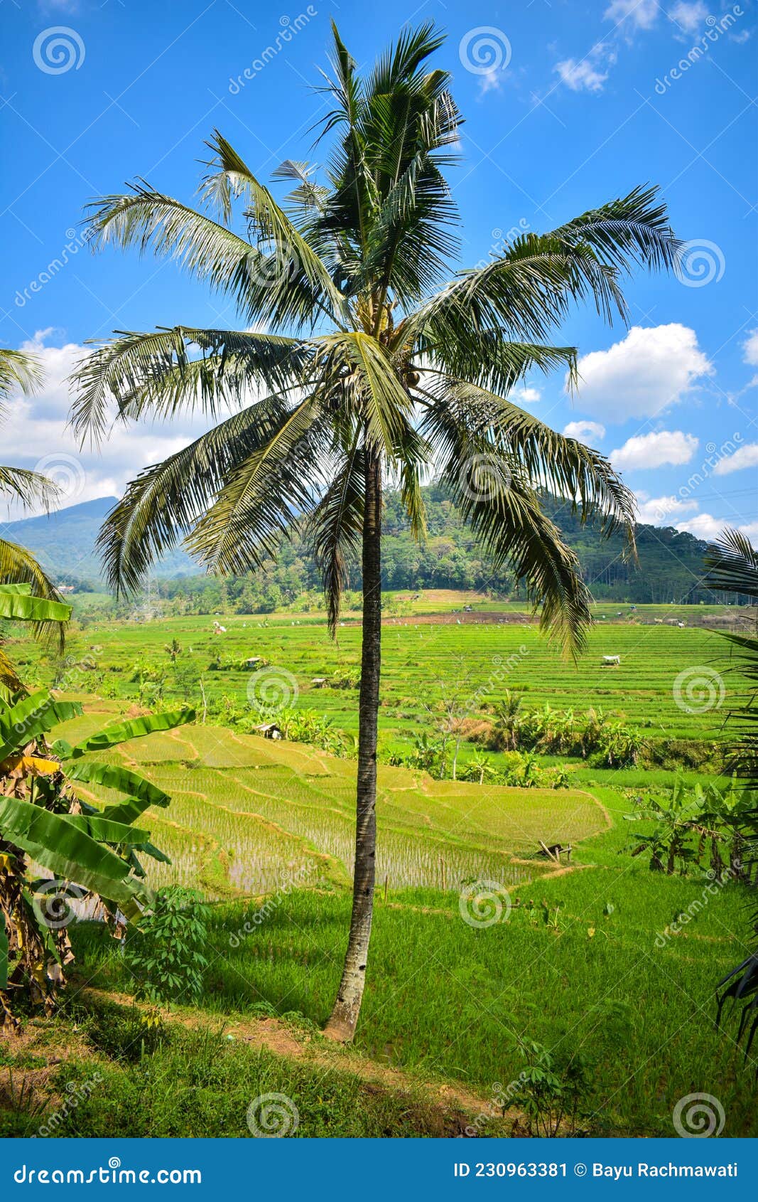 Coconut Tree with Rice Field and Mountain As Background Stock Image ...