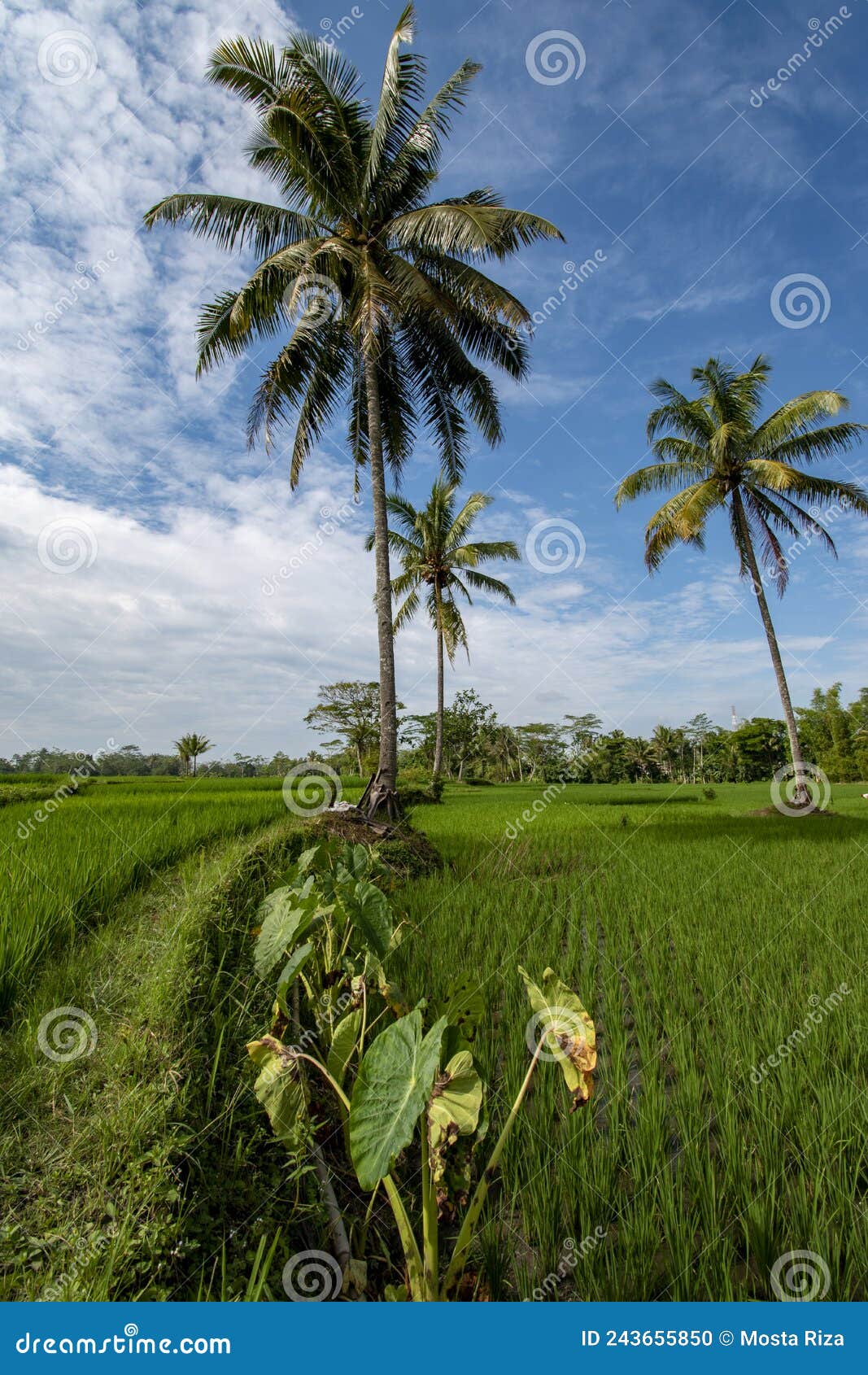 Coconut tree in rice field stock photo. Image of gravel - 243655850