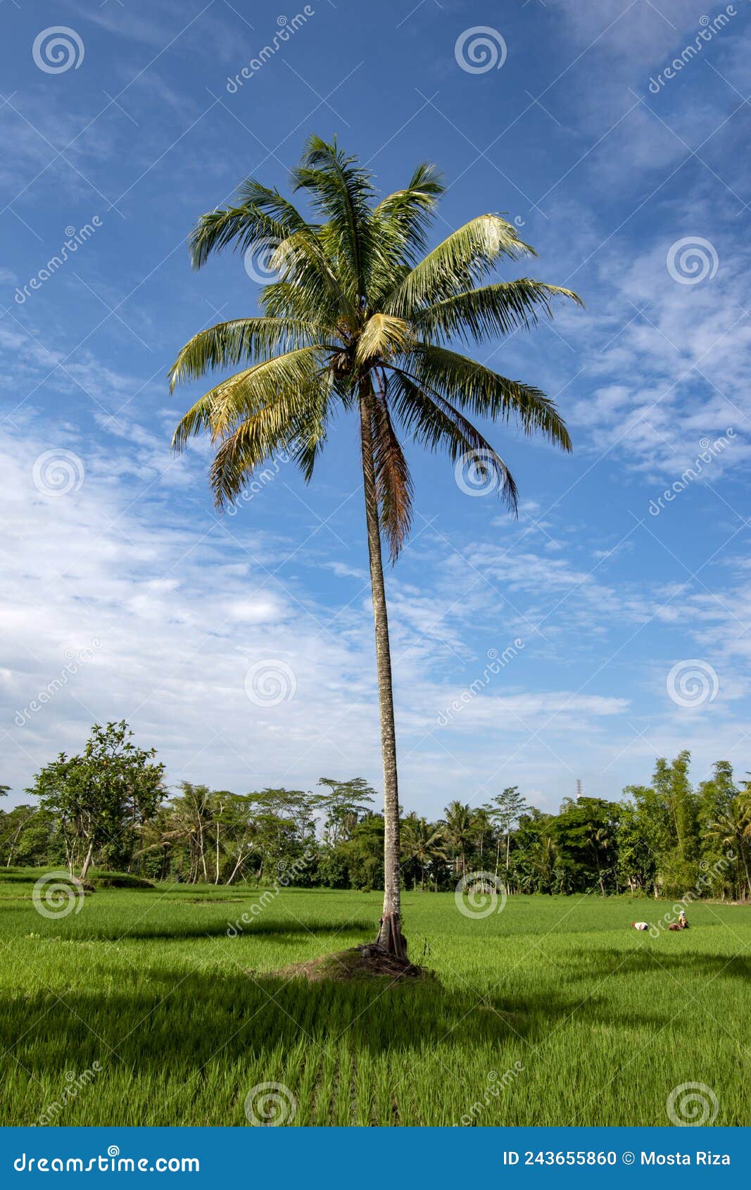 Coconut tree in rice field stock photo. Image of rice - 243655860