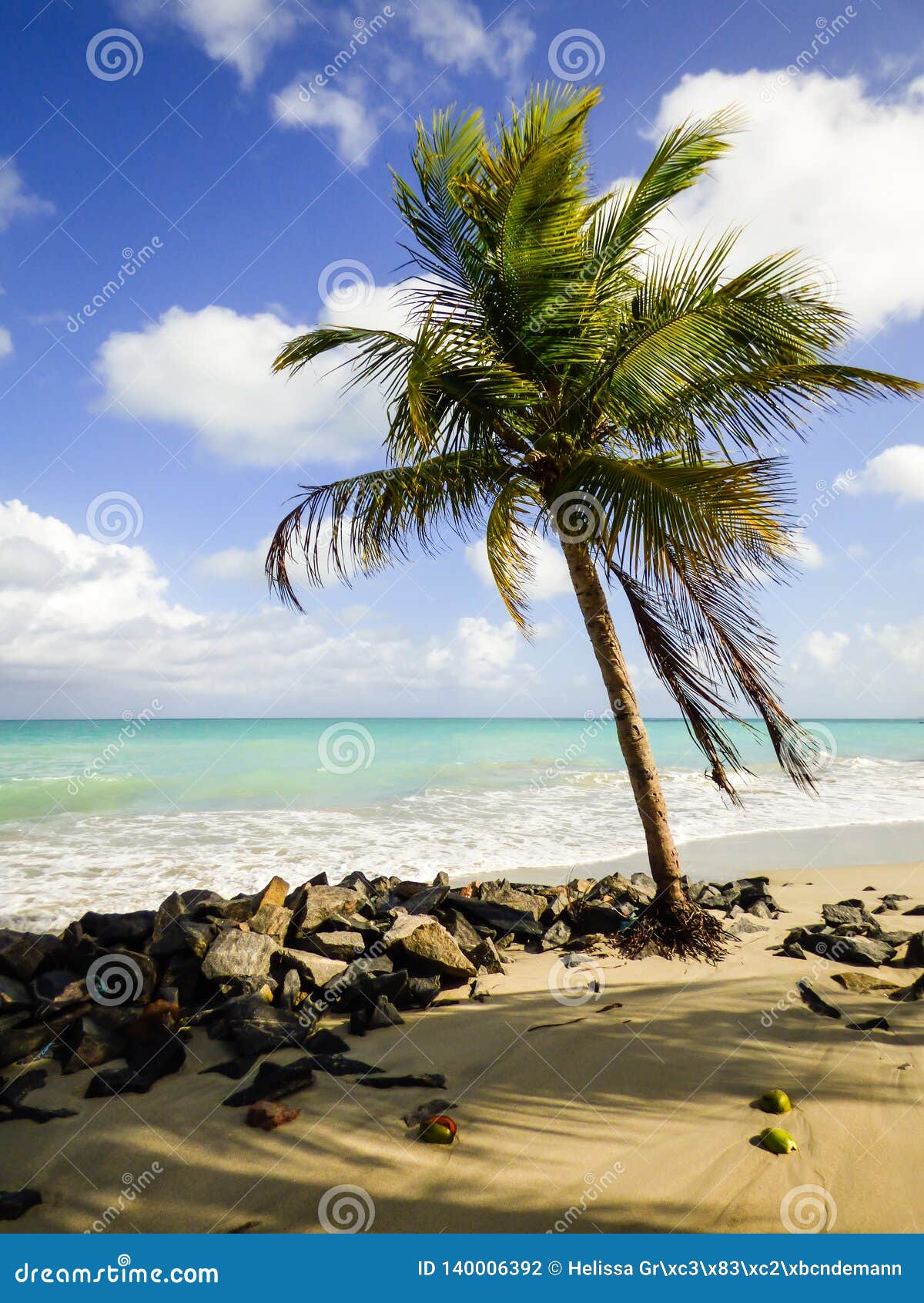 Coconut Tree at Rio Ambar Beach on Itamaraca Island Stock Photo - Image ...