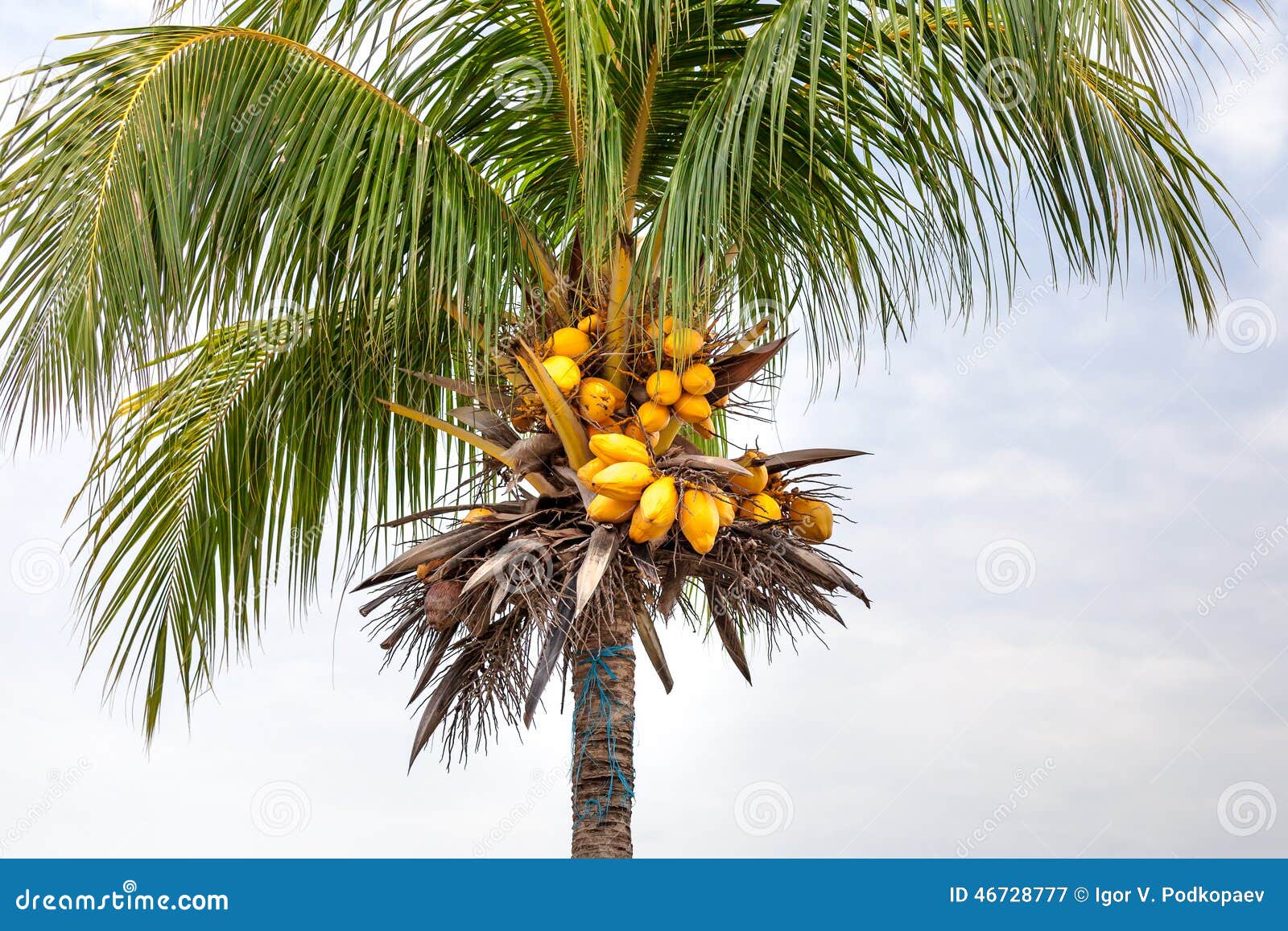 Coconut Tree with Ripe Coconuts Stock Image - Image of pangkor, ripe ...