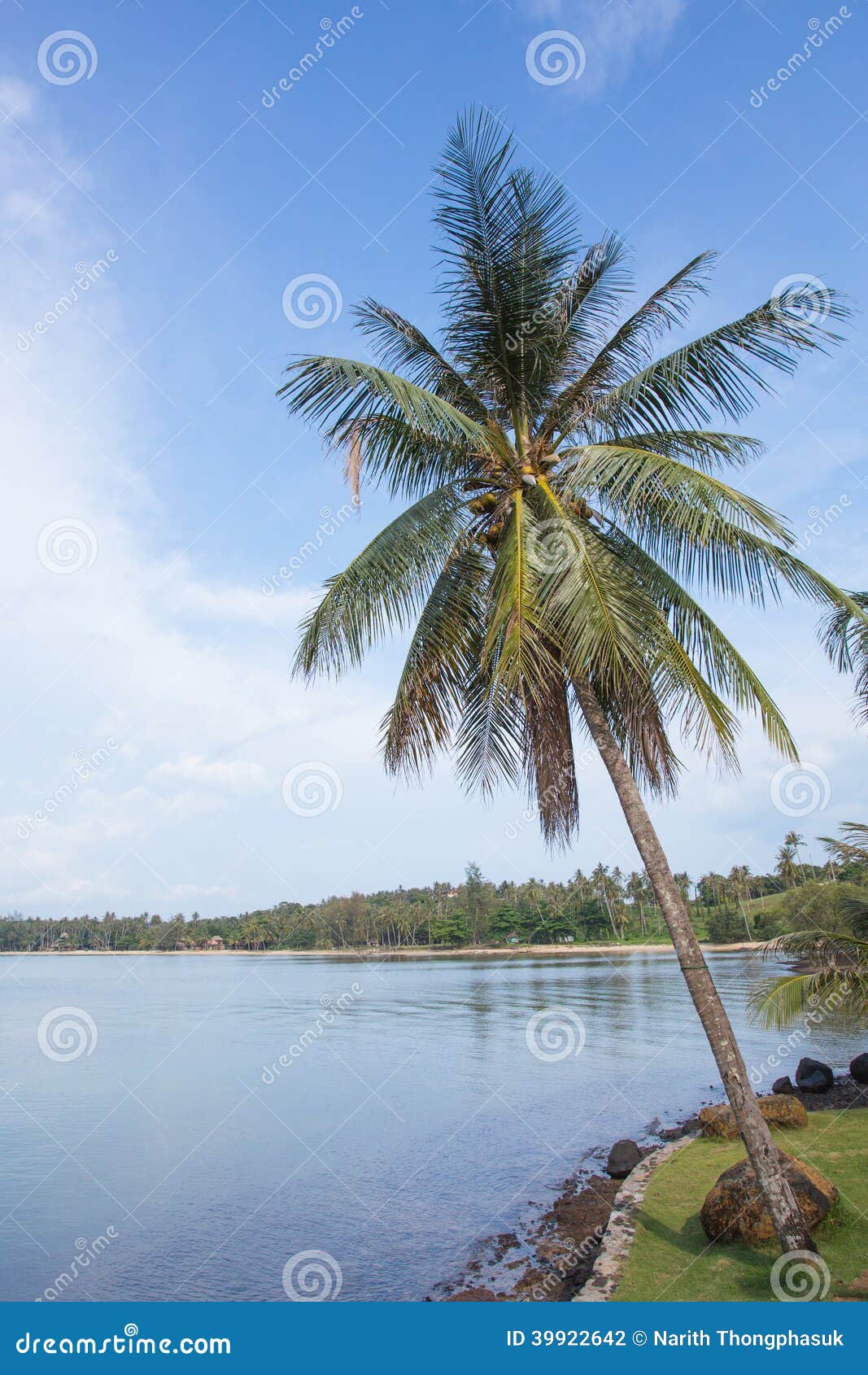 Coconut tree stock photo. Image of leaves, scape, environment - 39922642