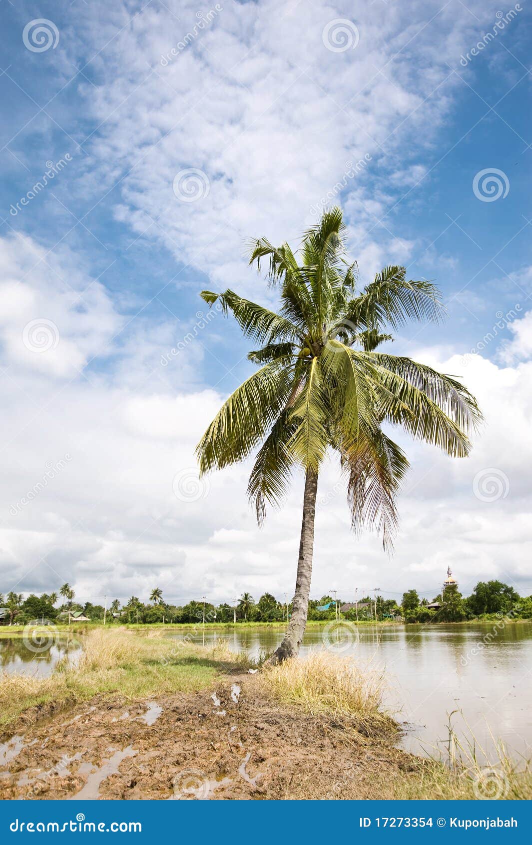 Coconut Tree beside the Road Stock Photo - Image of city, sand: 17273354