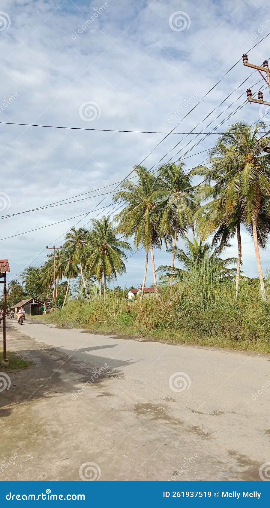 Coconut tree by the road stock image. Image of road - 261937519
