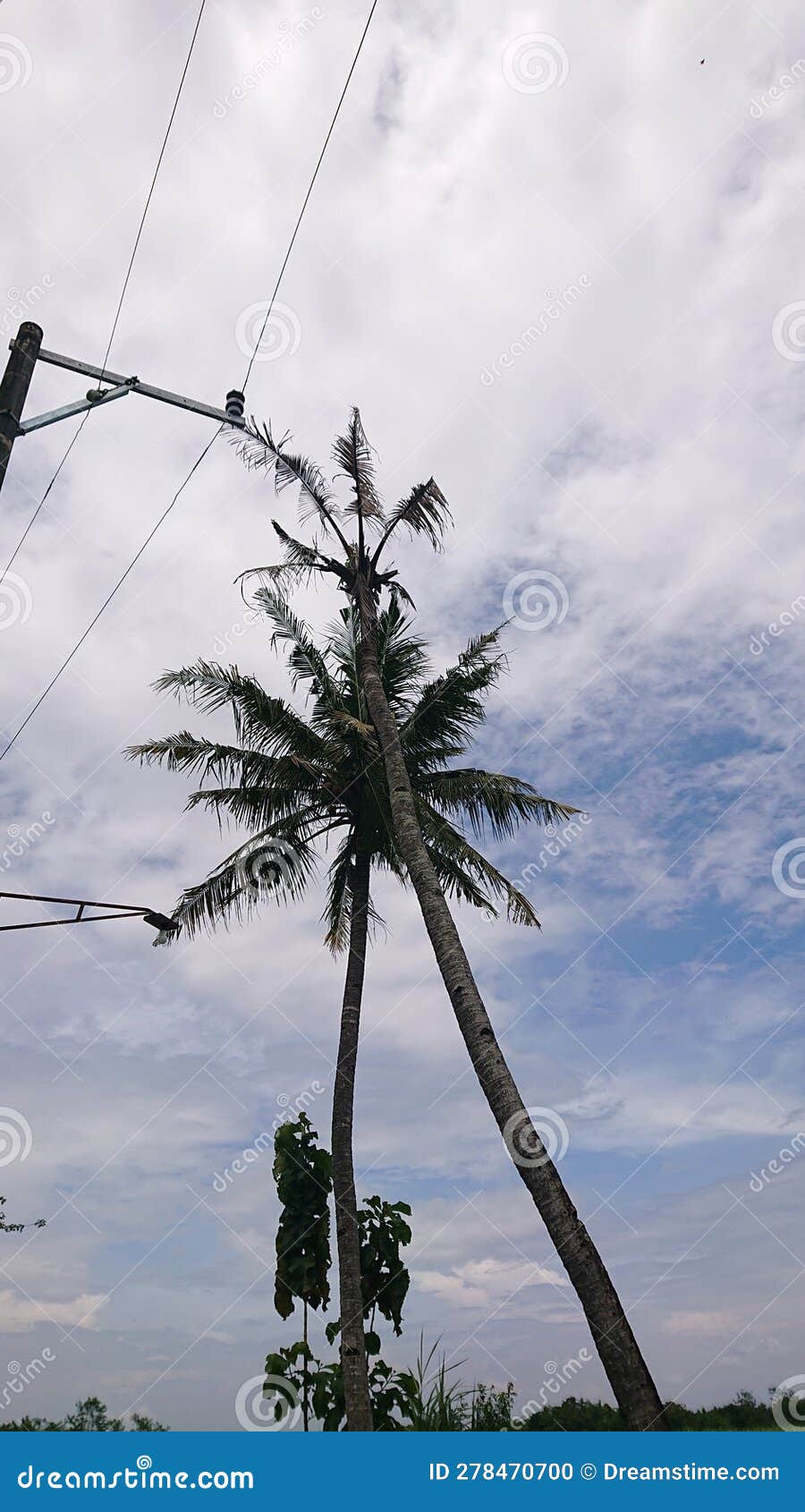Coconut Tree by the Roadside Stock Photo - Image of whitecloud, road ...