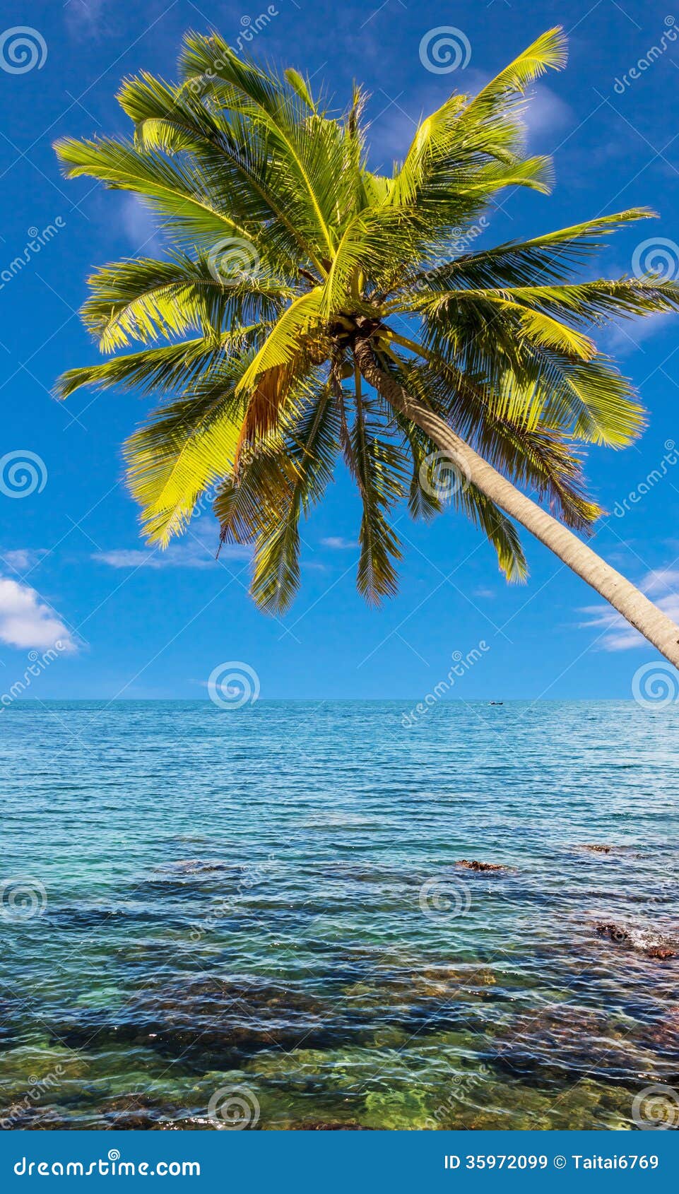 Coconut Tree and Rock Beach Stock Image - Image of tourism, palm: 35972099