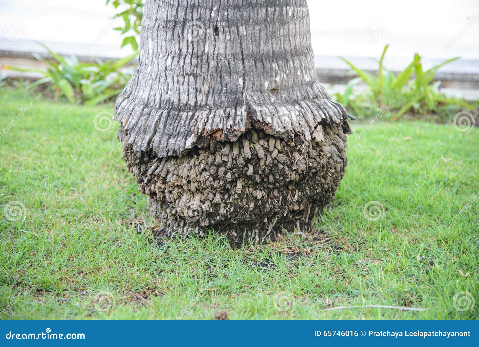 Coconut tree root stock photo. Image of skin, earth, structure - 65746016