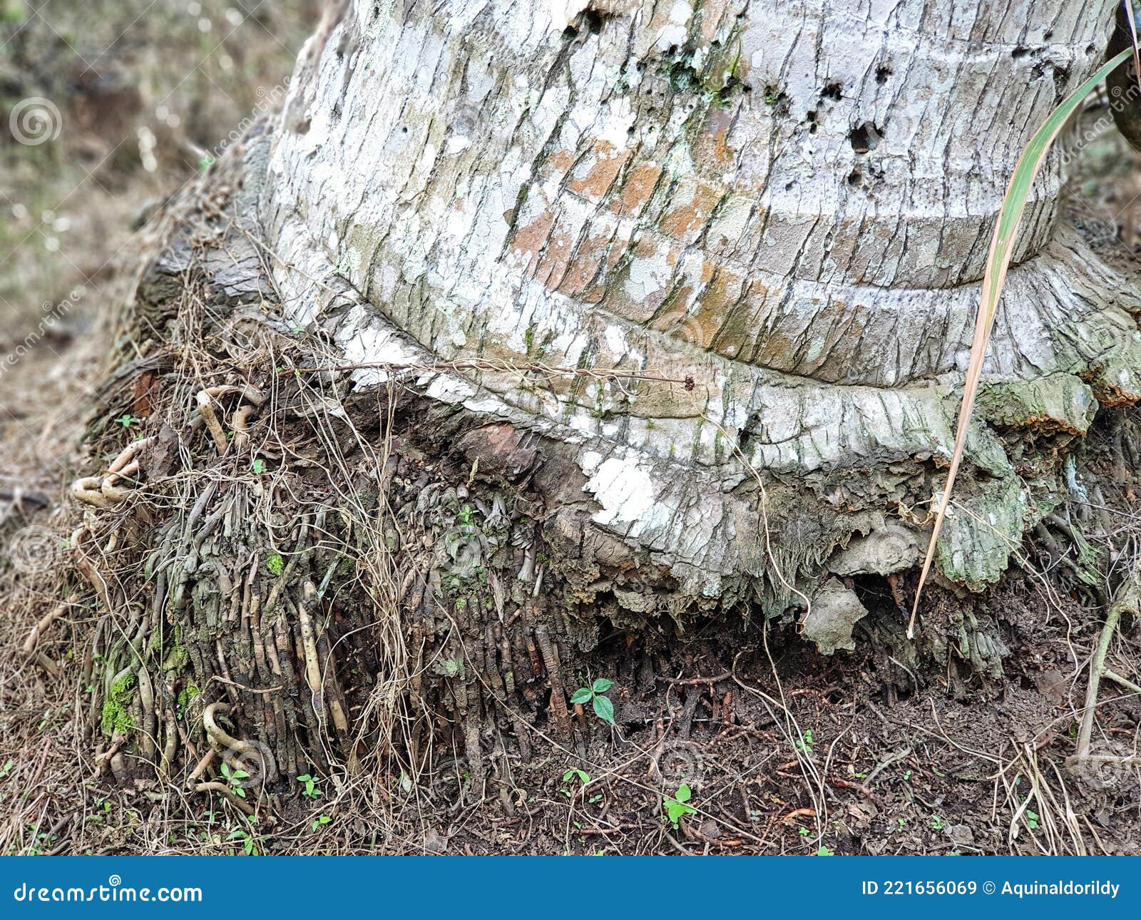 Coconut root on the ground stock image. Image of abstract - 221656069