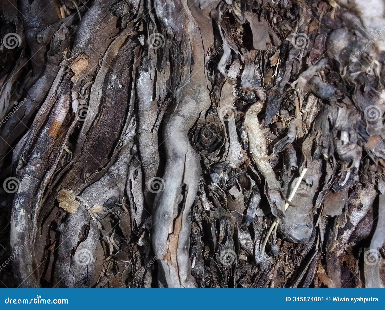 Coconut Tree Root Structure Seen Up Close Stock Image - Image of root ...