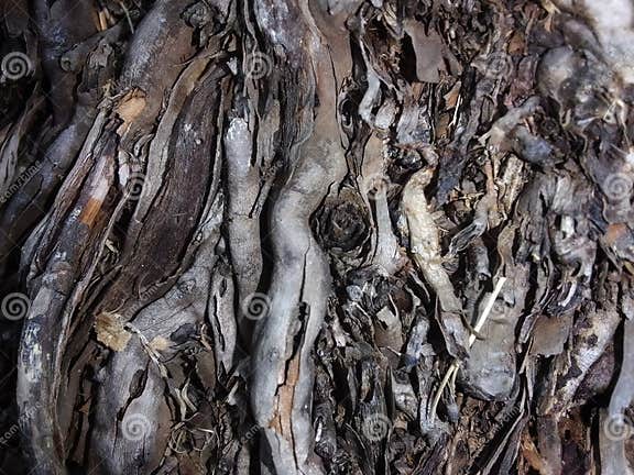 Coconut Tree Root Structure Seen Up Close Stock Image - Image of root ...
