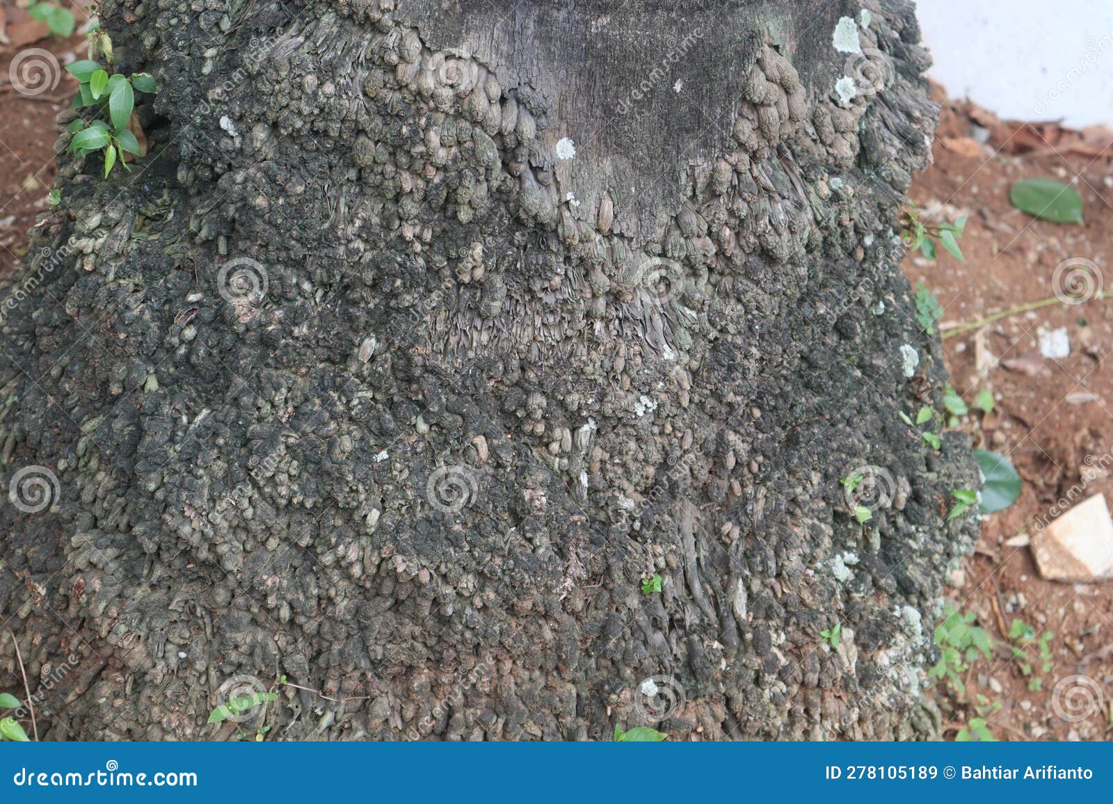 Coconut tree roots stock image. Image of coconut, leaf - 278105189