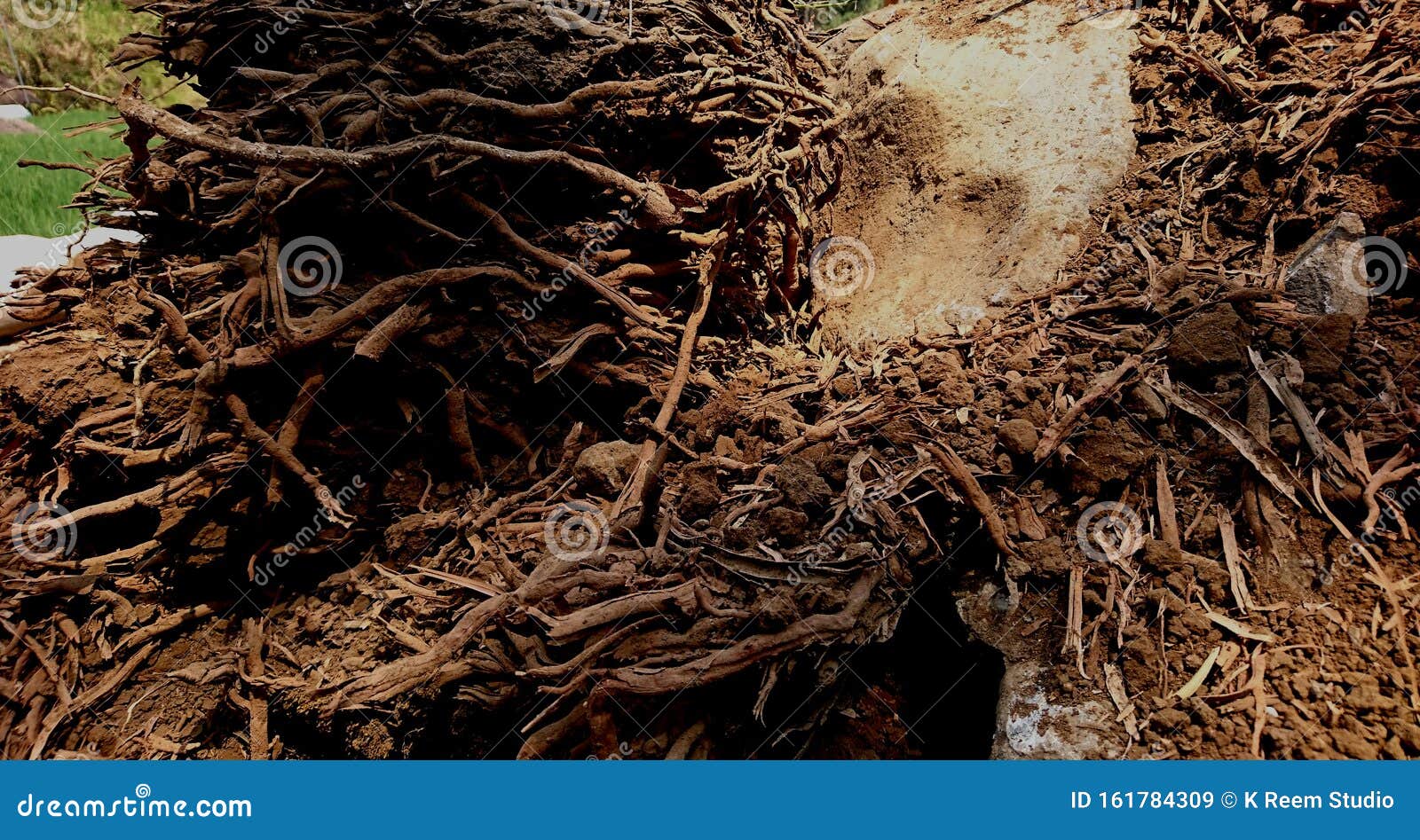 Coconut Tree Roots after Felling Stock Image - Image of root, sunlight ...