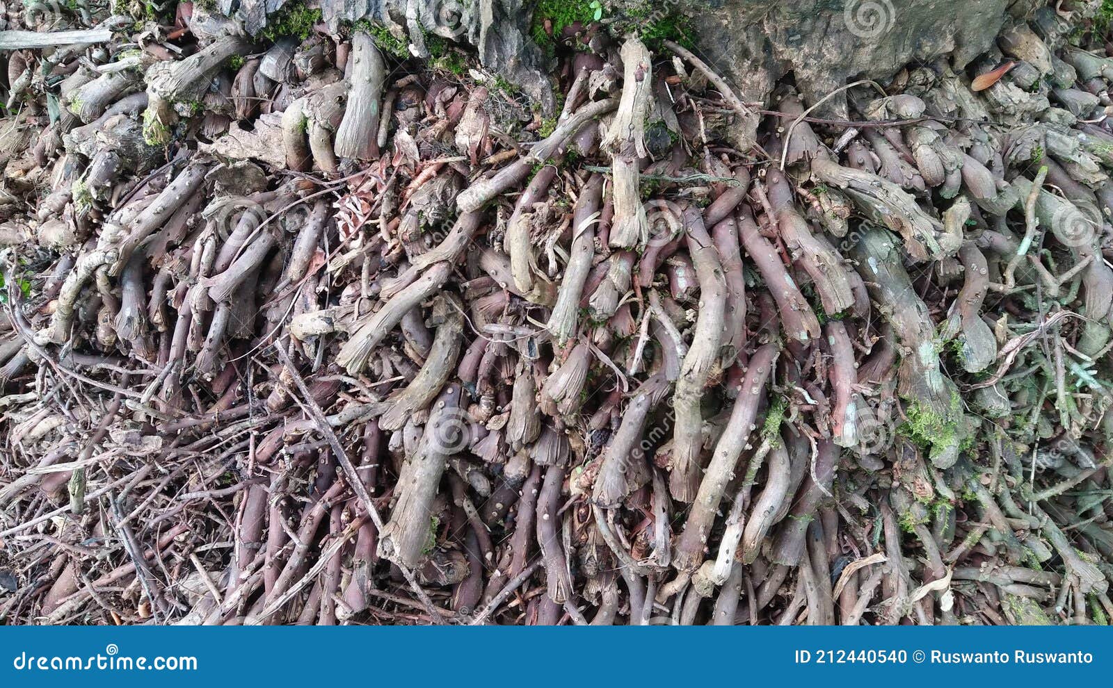 Coconut Tree Roots are Fibers Stock Photo - Image of green, branch ...