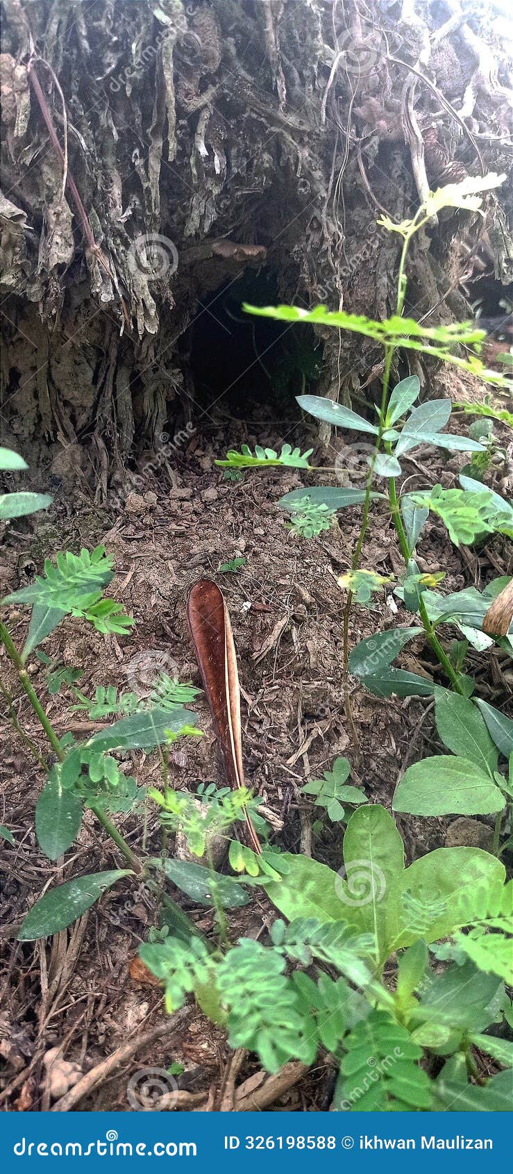 Coconut Tree Roots are Like a Scary Cave Stock Photo - Image of coconut ...