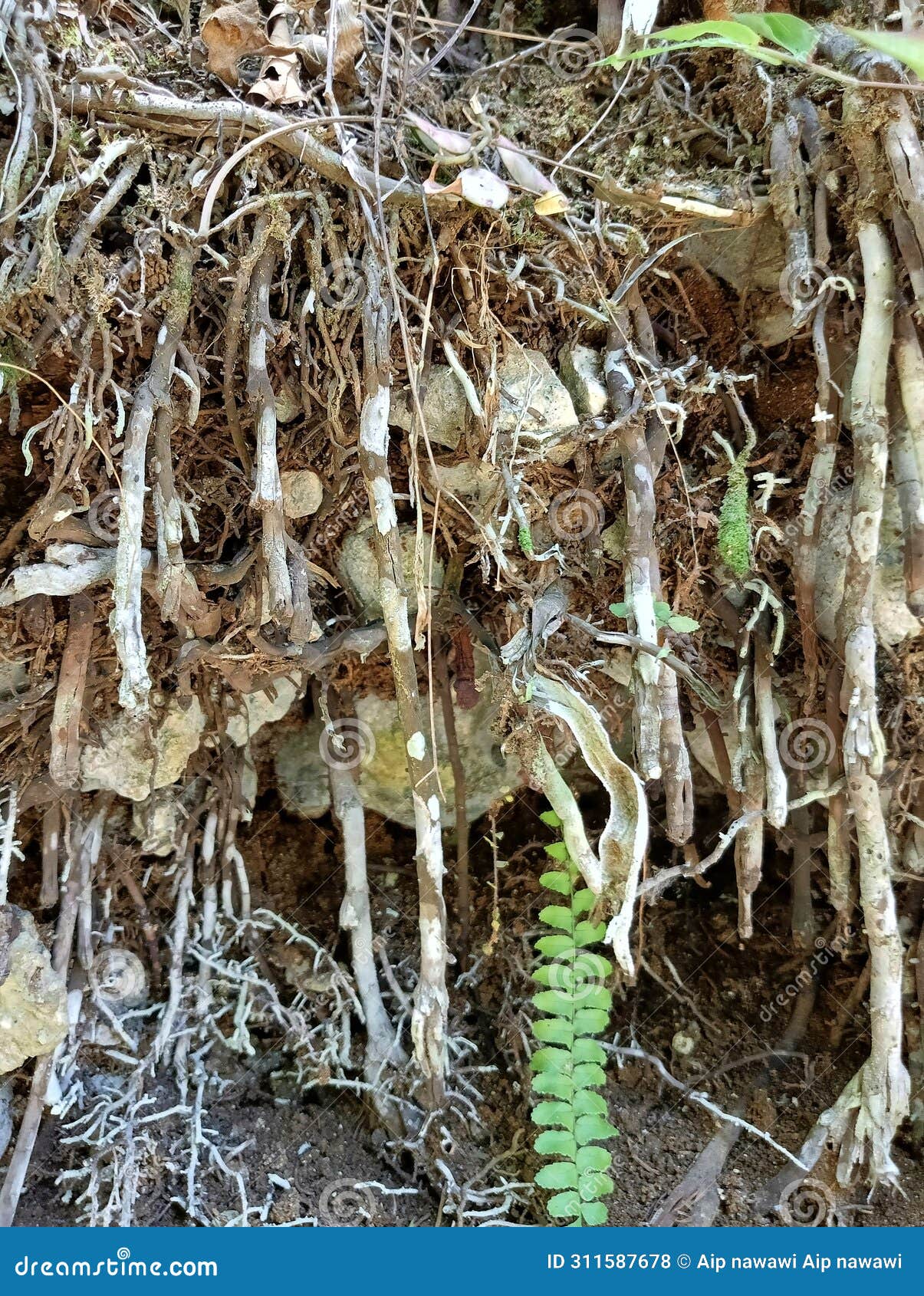 Coconut Tree Roots with a Unique Texture Stock Photo - Image of texture ...