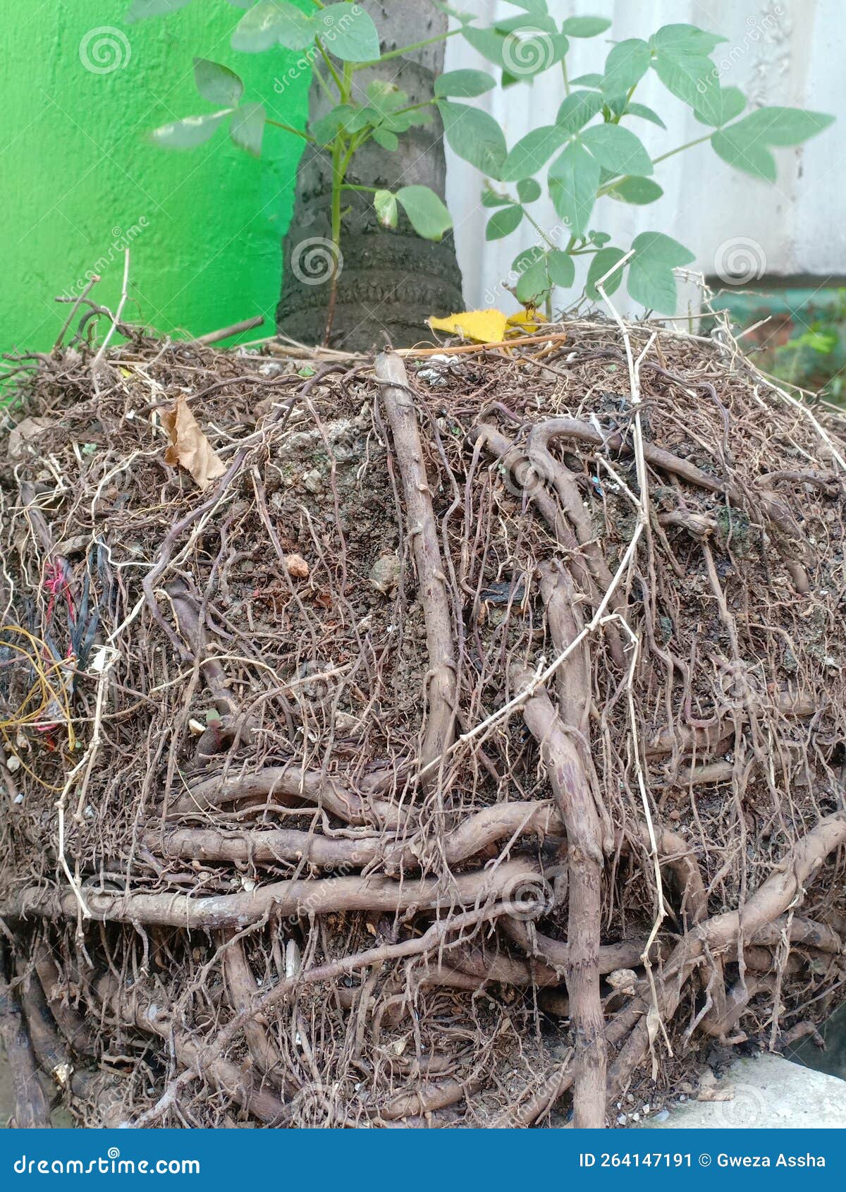 Coconut Tree Roots are Very Beautiful Stock Image - Image of coconut ...