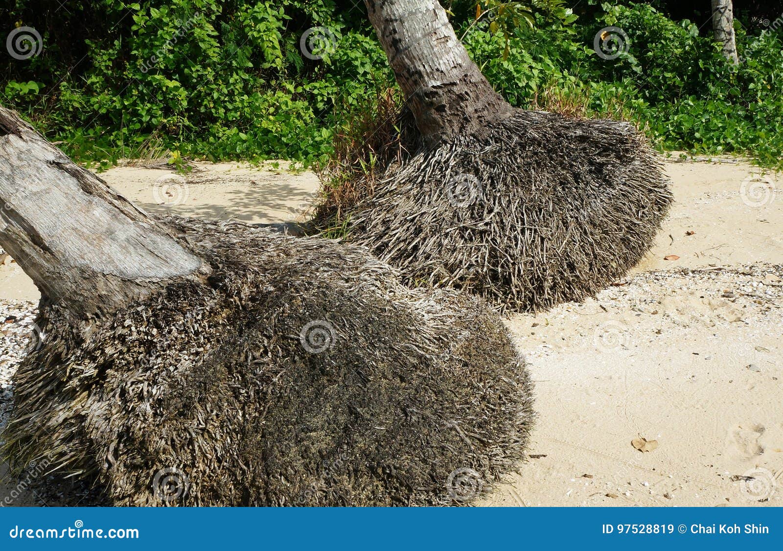 Coconut Tree Roots Washed Up at Coast Stock Image - Image of tree ...