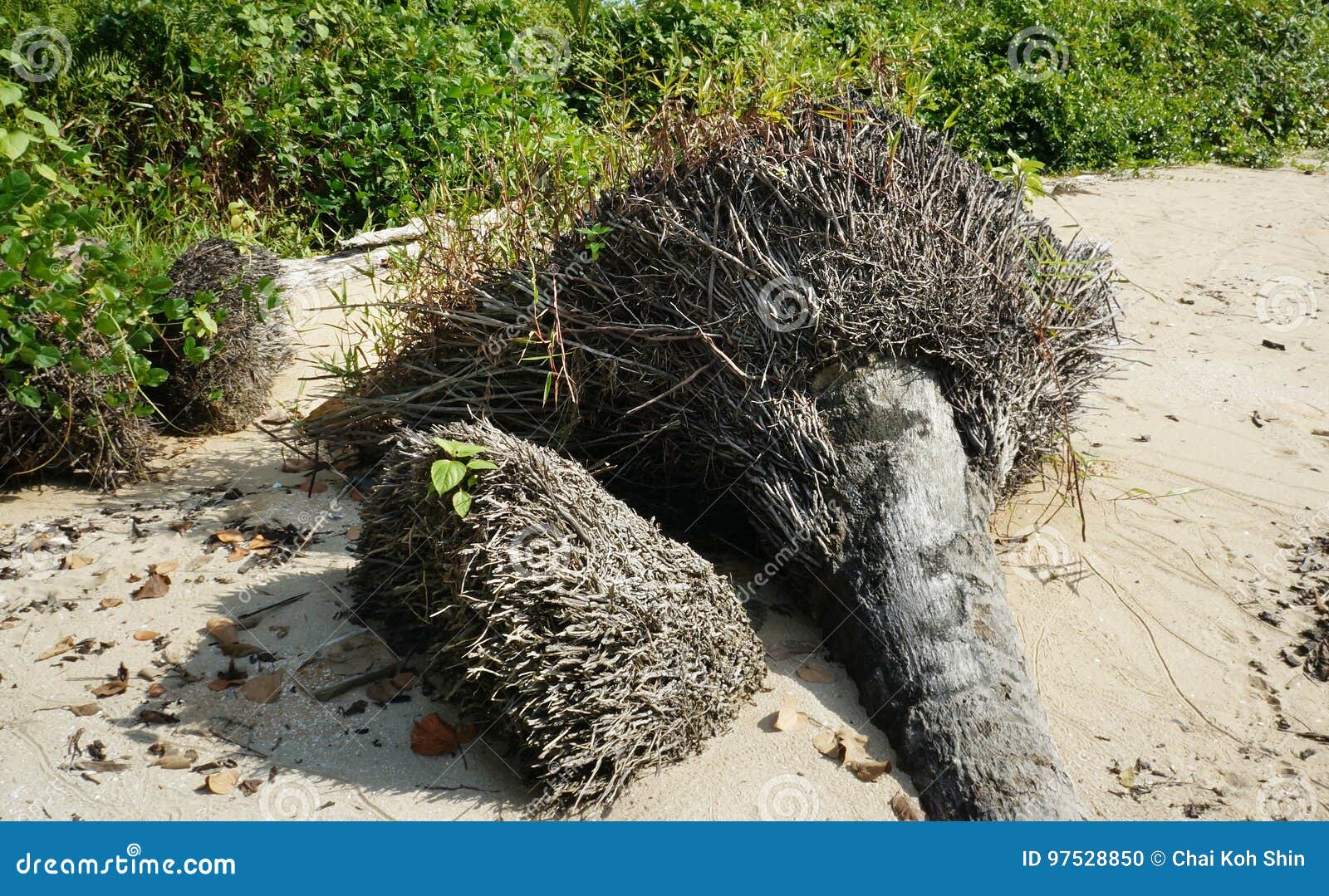 Coconut Tree Roots Washed Up at Coast Stock Photo - Image of sink ...