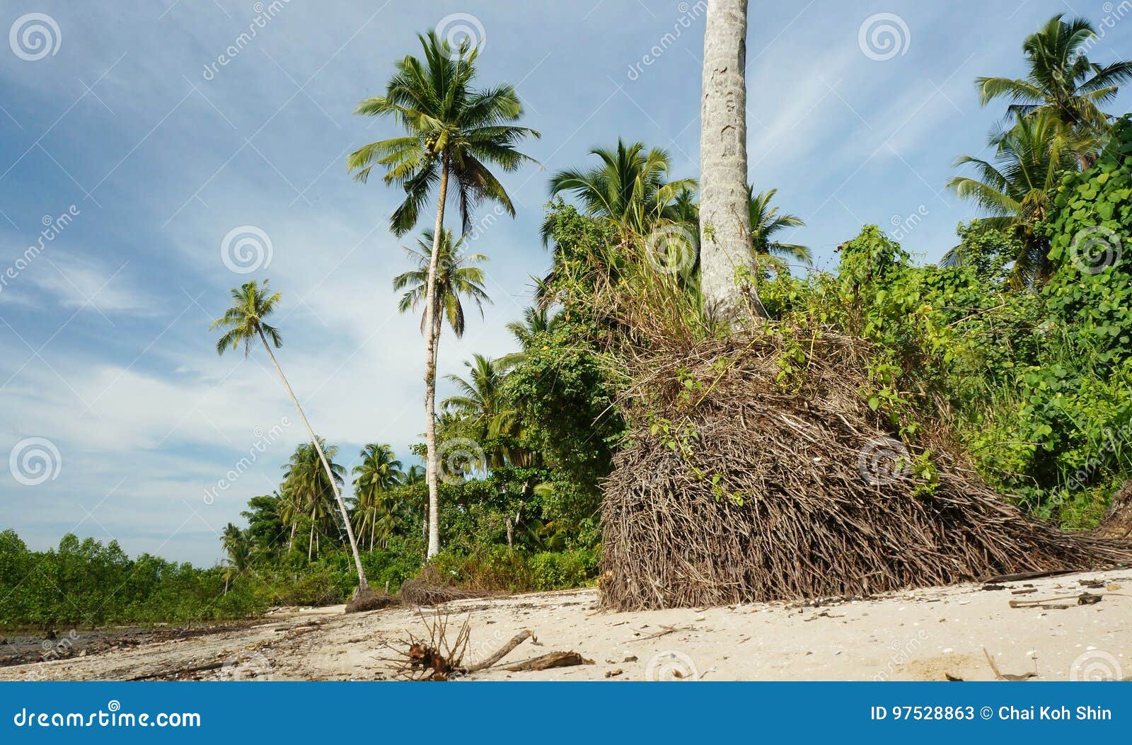 Coconut Tree and Roots Washed Up at Coast Stock Image - Image of tree ...