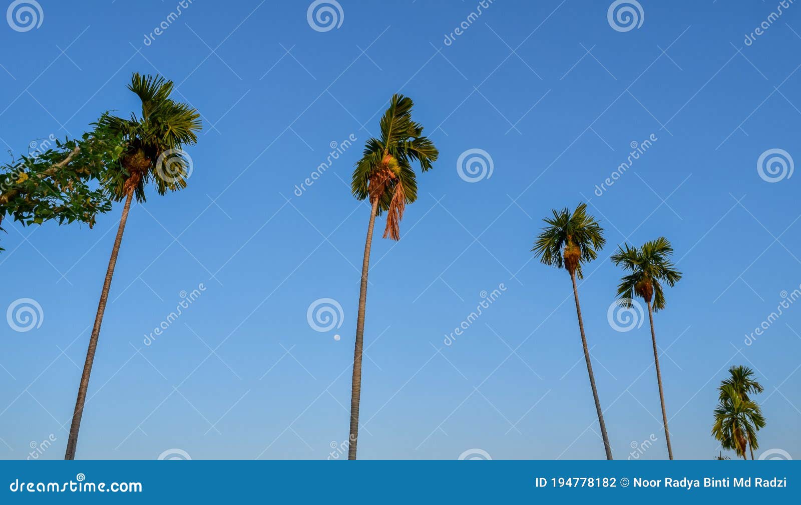 Coconut Tree Row Against Morning Sky. Stock Photo - Image of nature ...